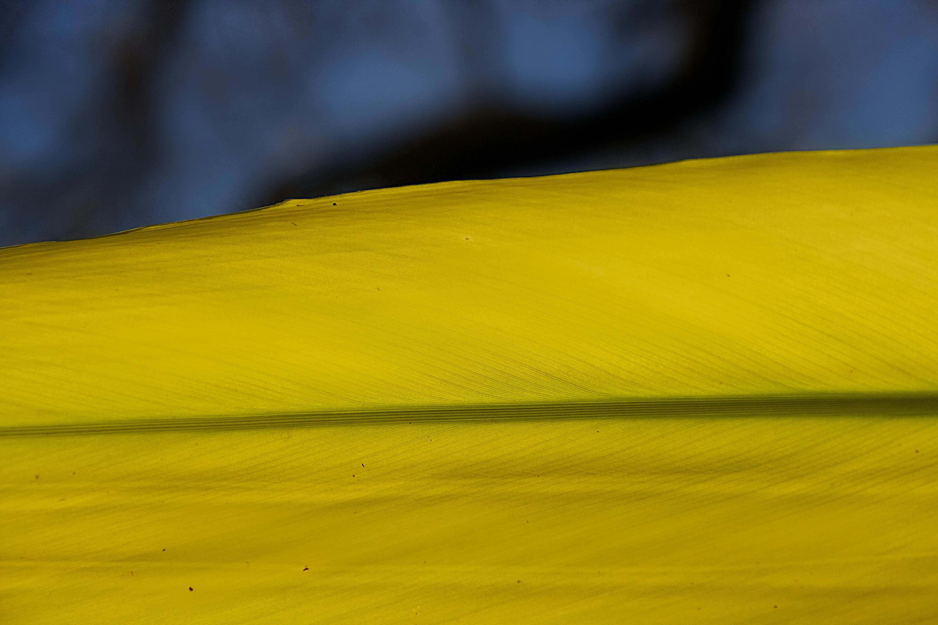 Yellow leaf in close up photography photo – Free Animal Image on Unsplash