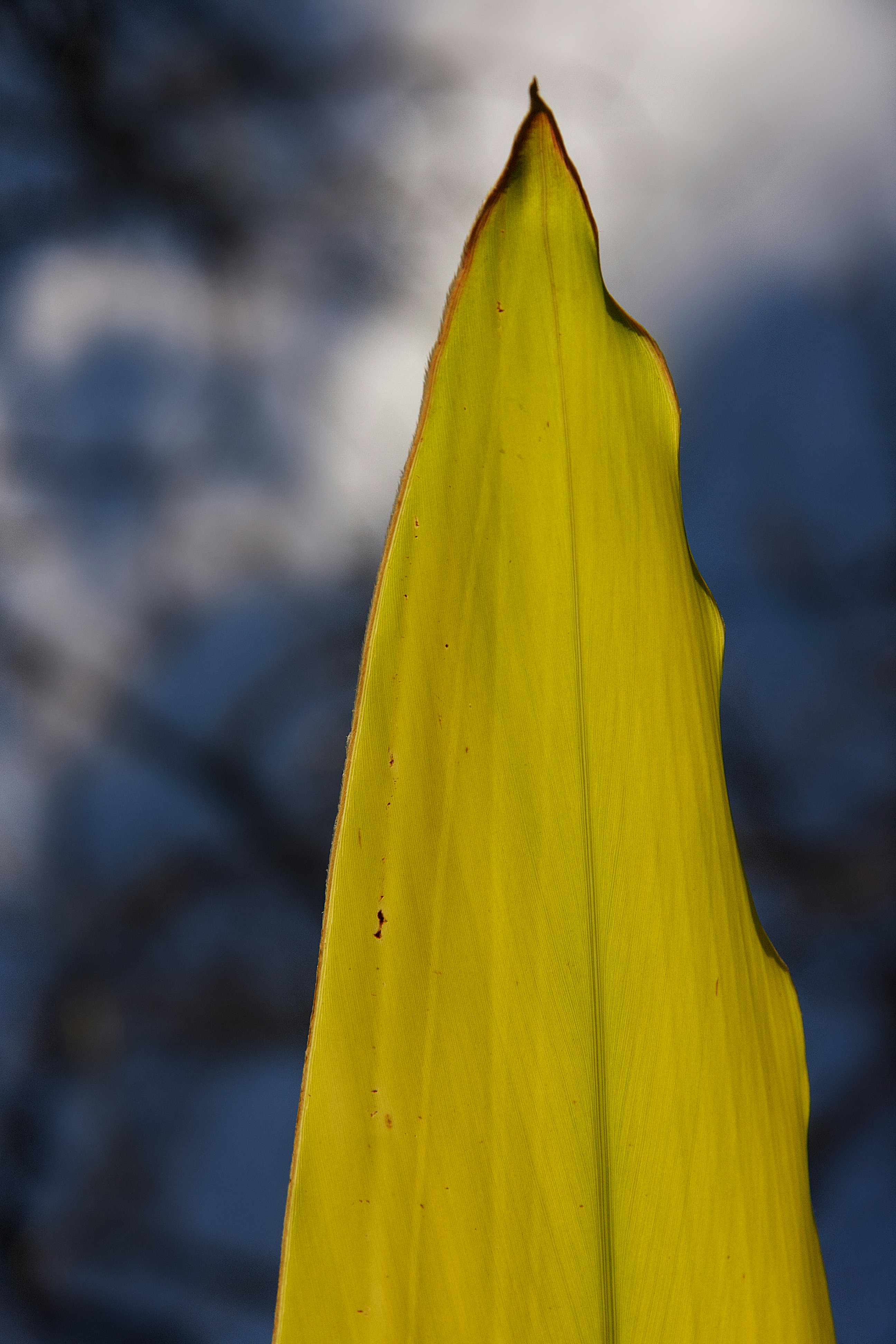 yellow flower in close up photography