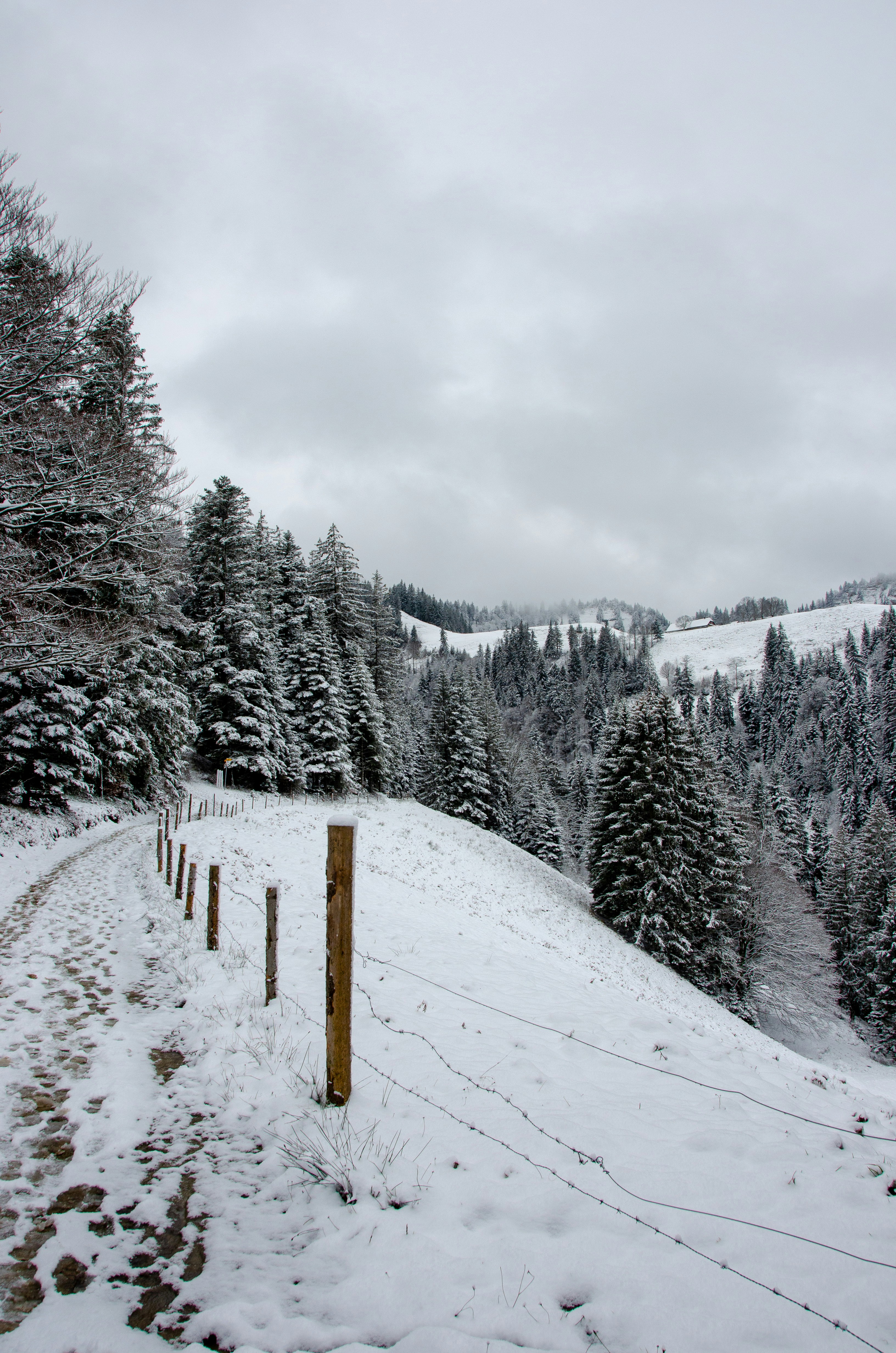 Snowbound Fence Trail Through a Pine-Dusted Mountain Pass