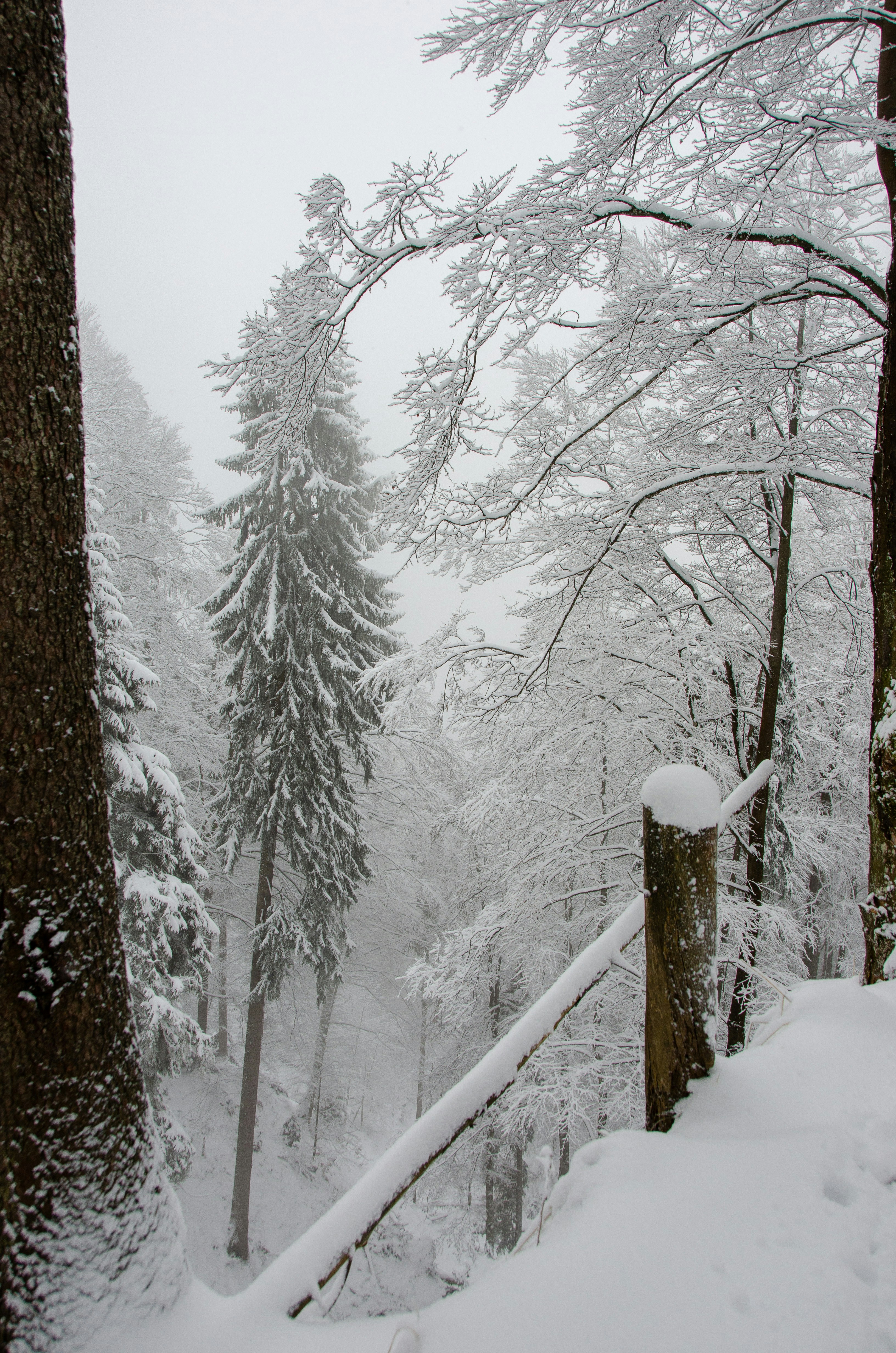 Railing in the White Silence: A Snow-Sculpted Forest