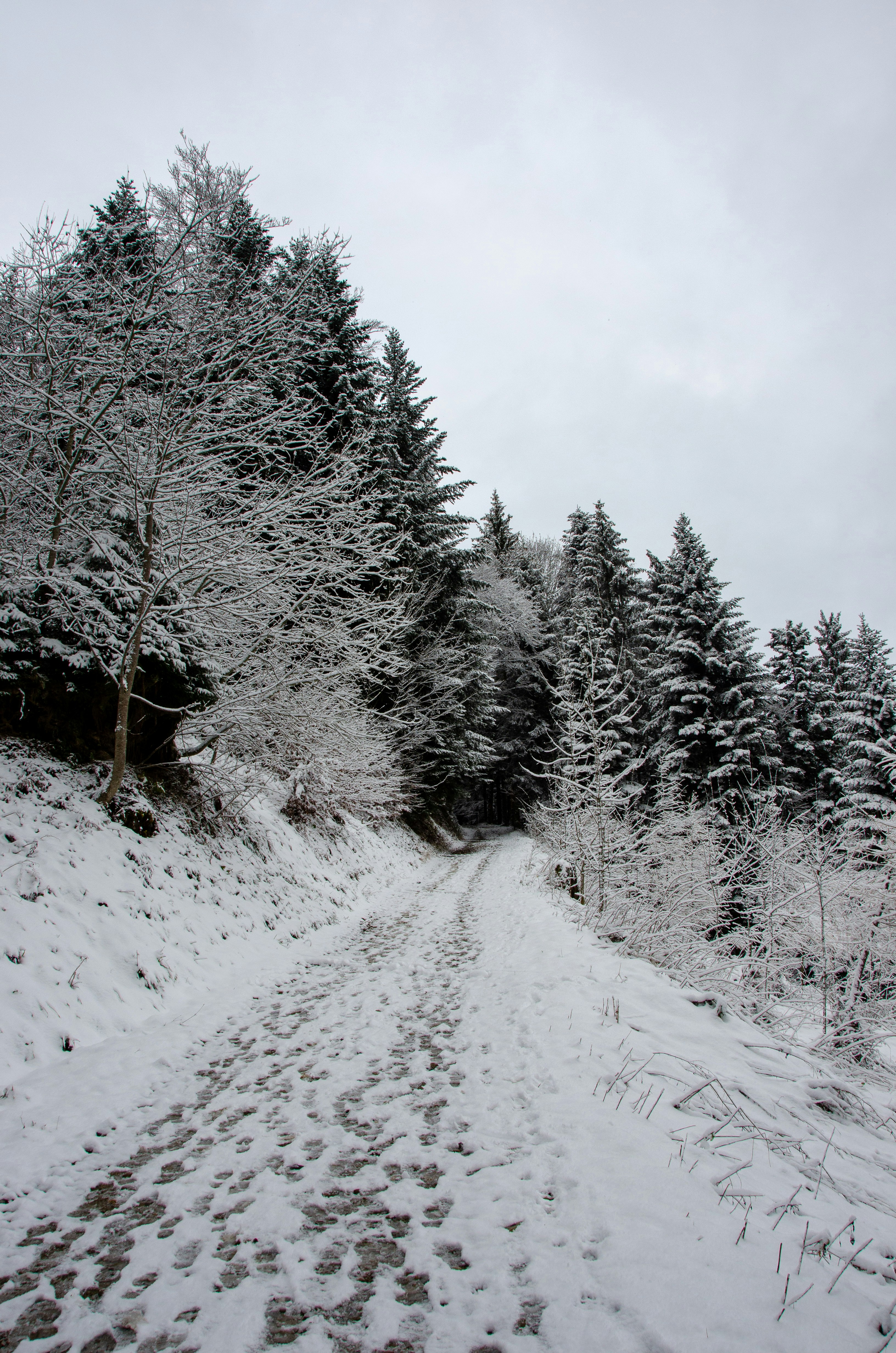 Winding Snow Trail Beneath Frost-Trimmed Pines