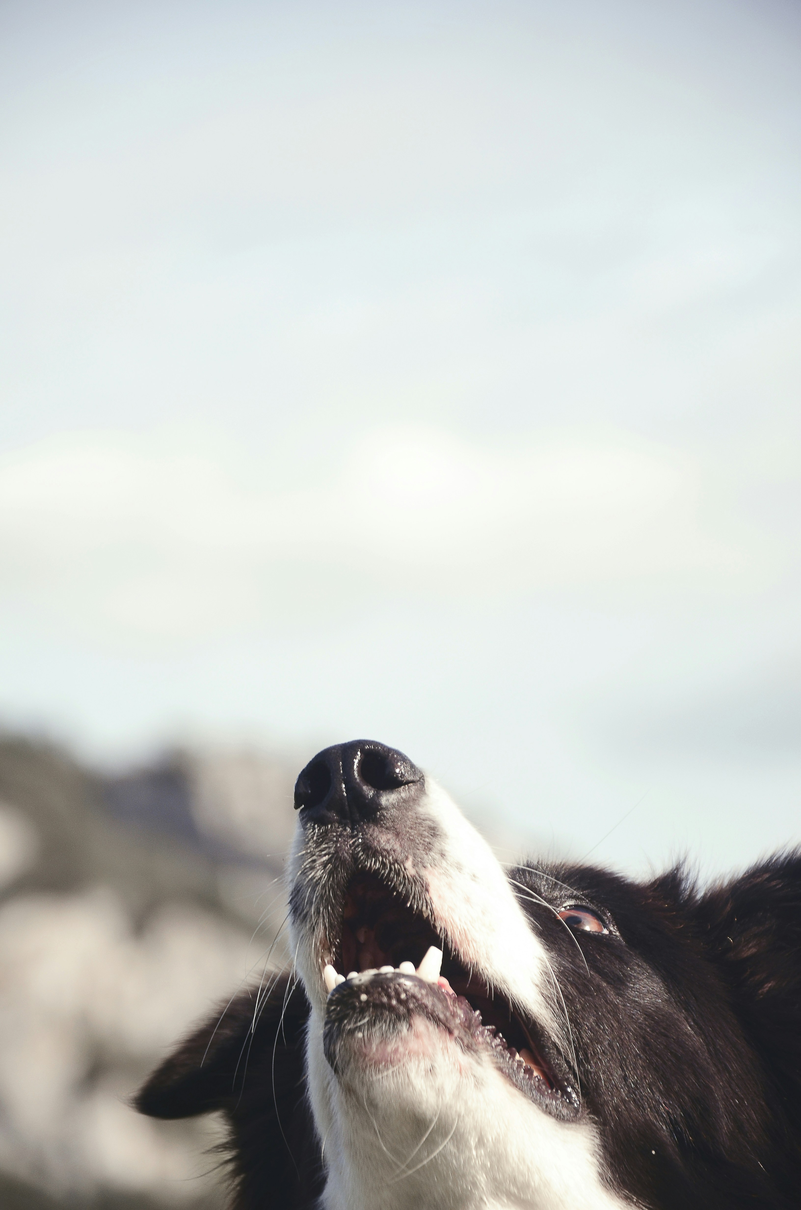 Upward Gaze: A Border Collie’s Open Mouth in a Sunny Moment