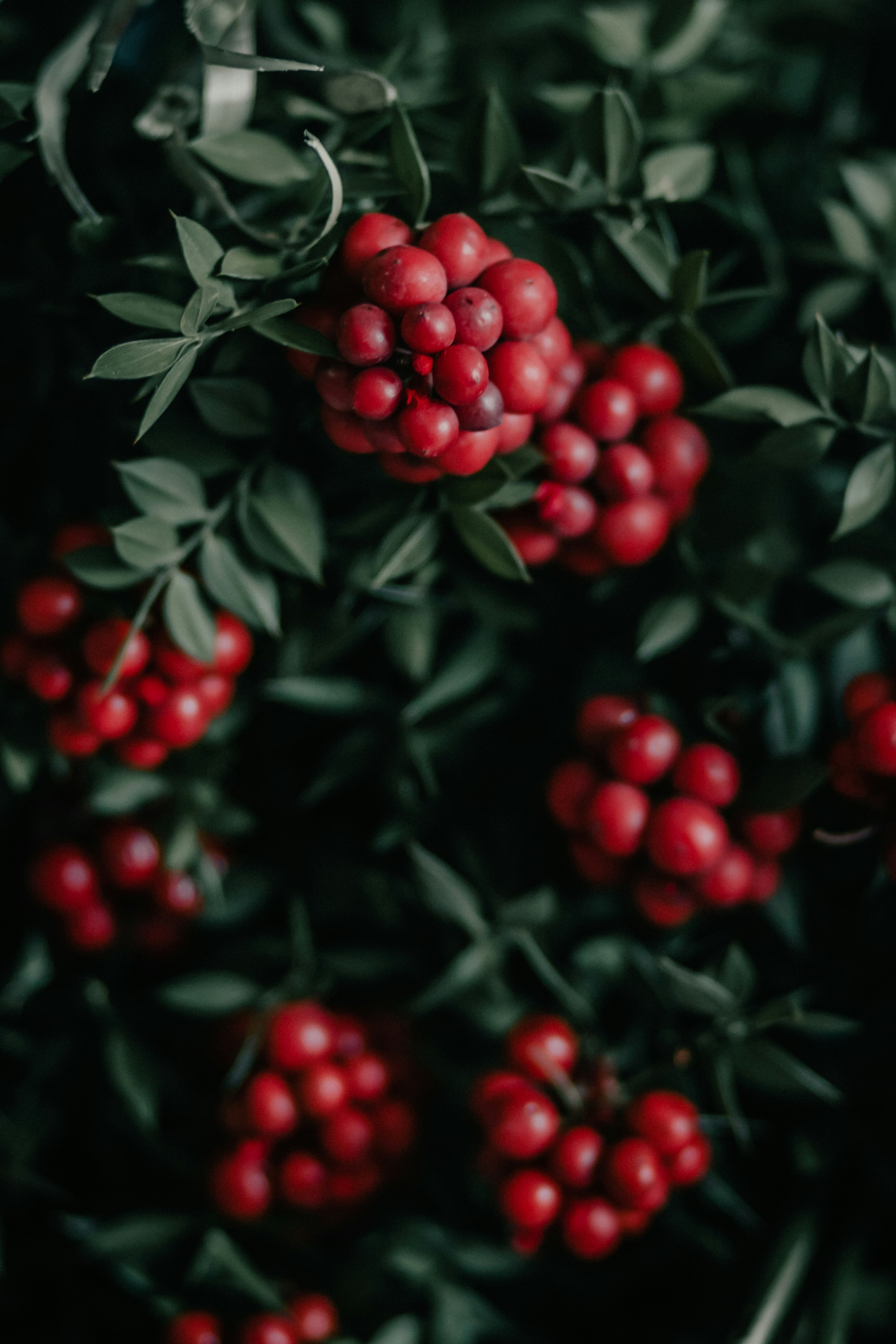 Christmas Red Pictures | Download Free Images on Unsplash