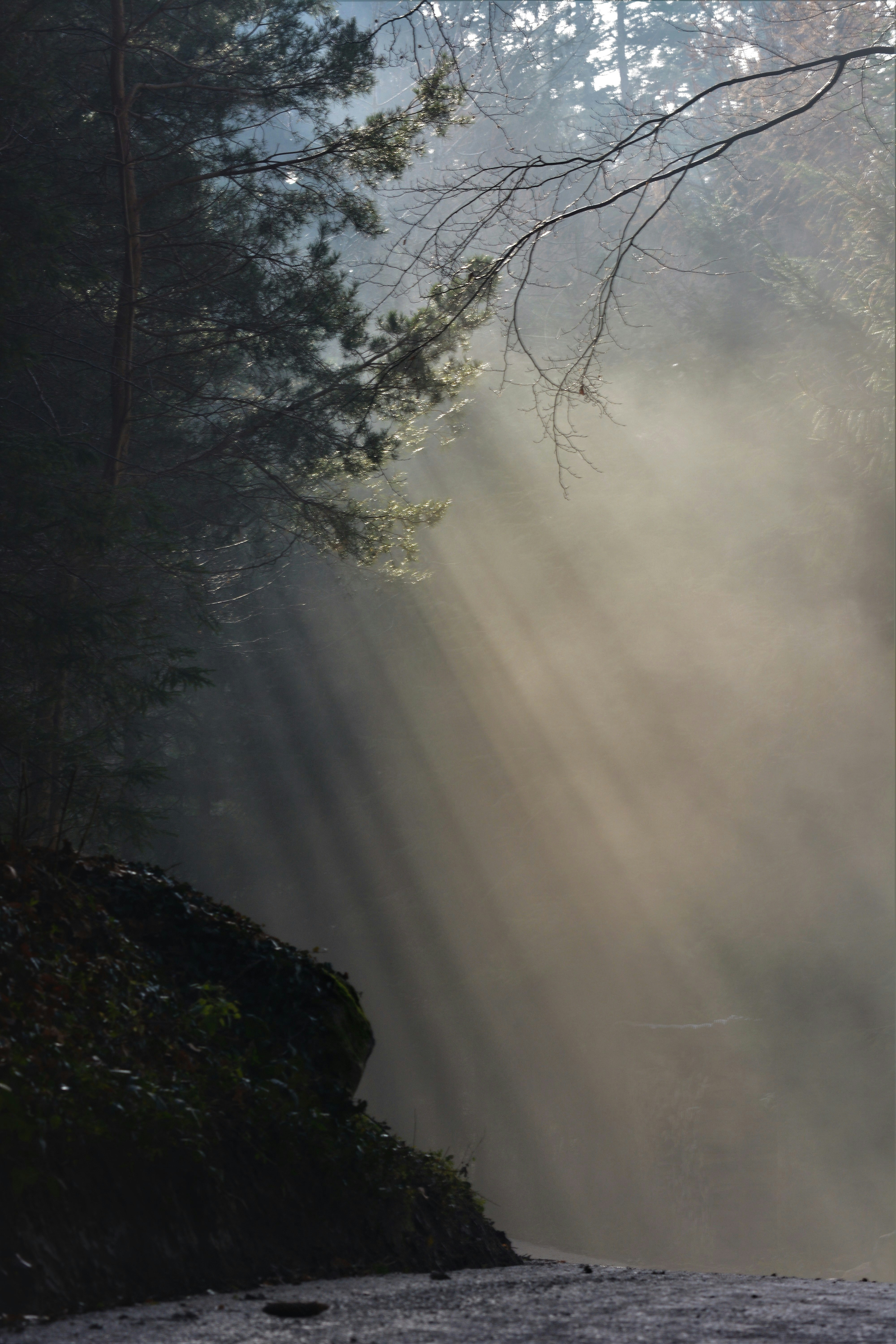 Sunlight streaming through trees creates ethereal rays in a misty forest scene.