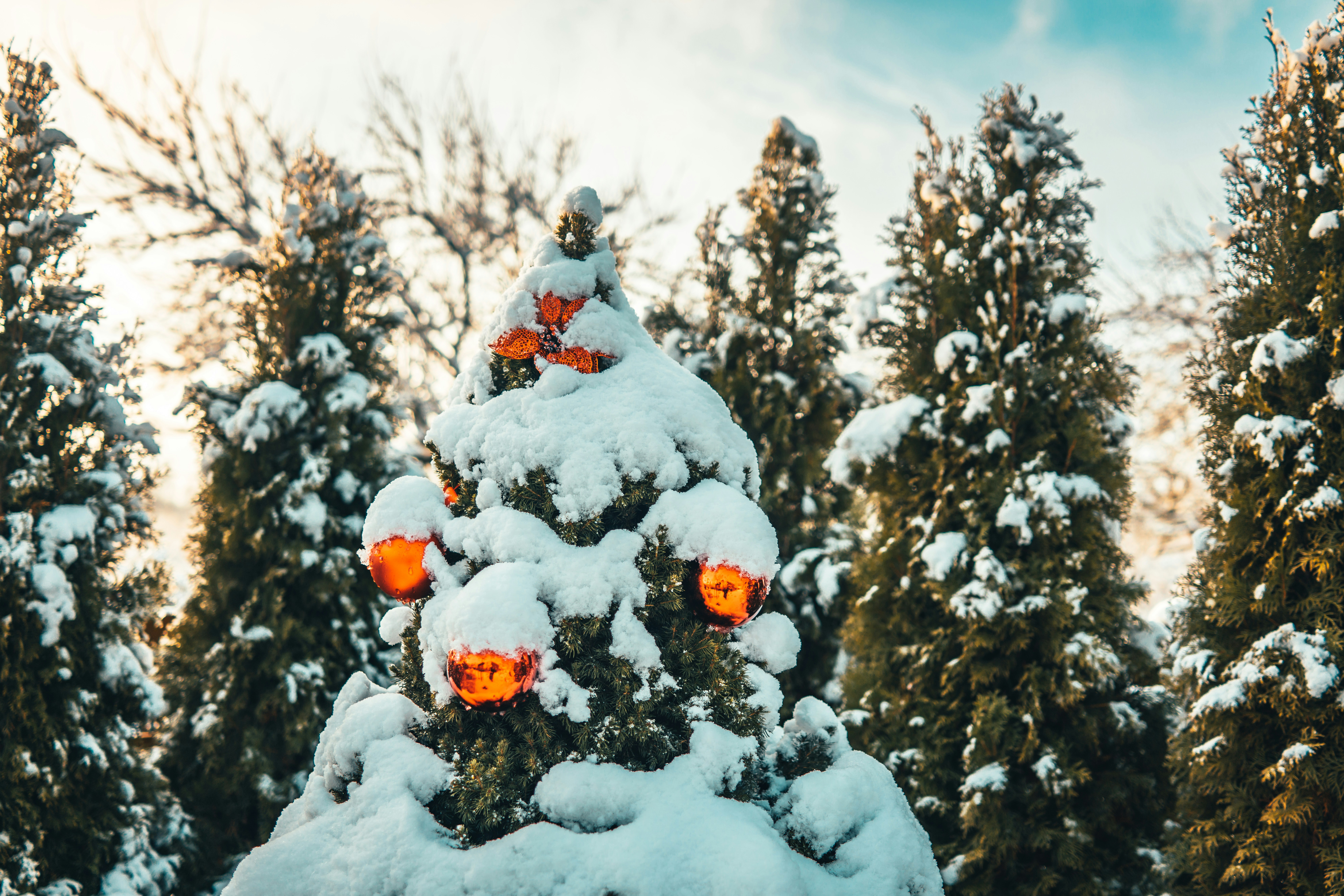 Lantern Fire on a Snowbound Pine: Warm Orbs in a Frosted Forest