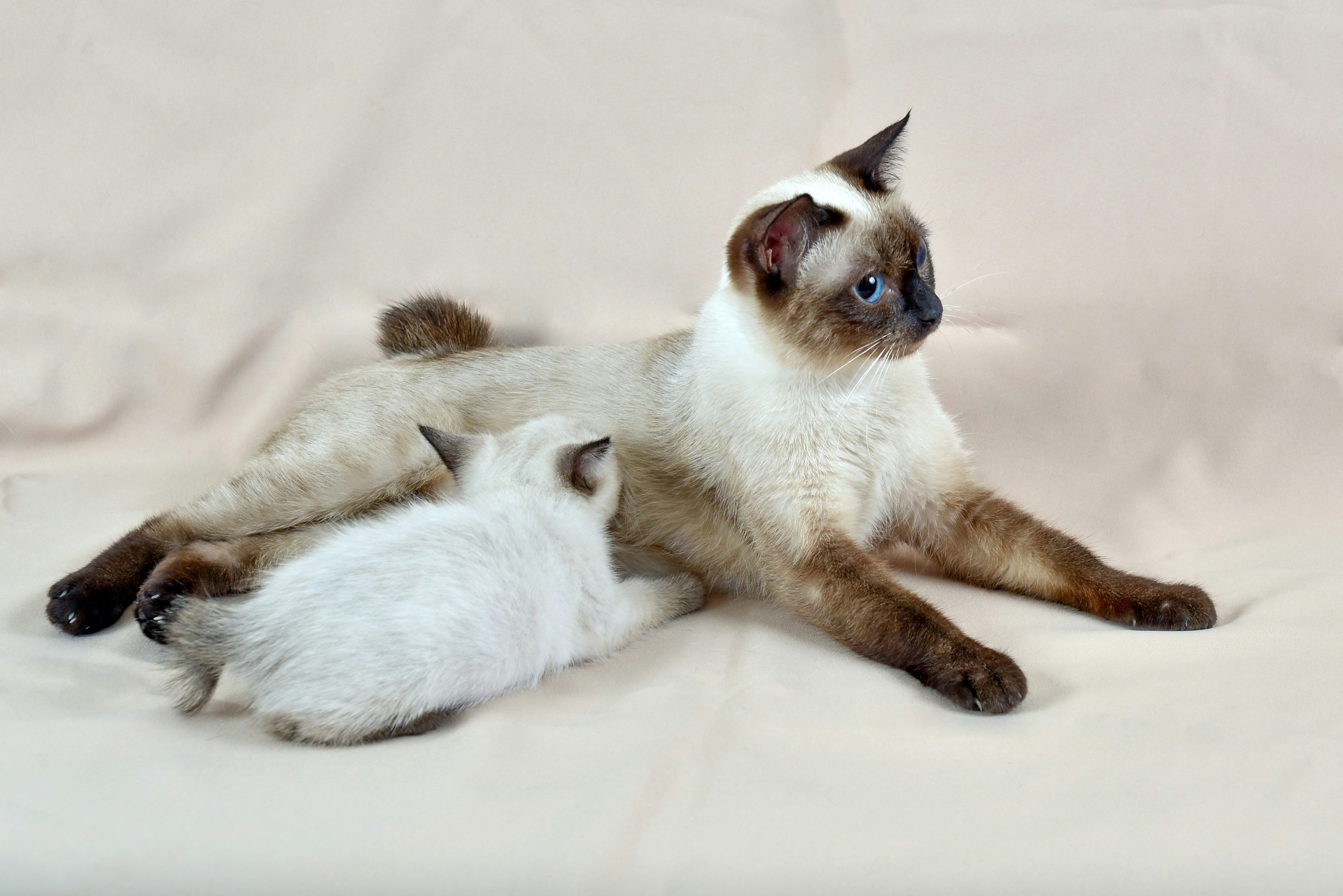 Calm Siamese Duo Lounging on a Cream Backdrop