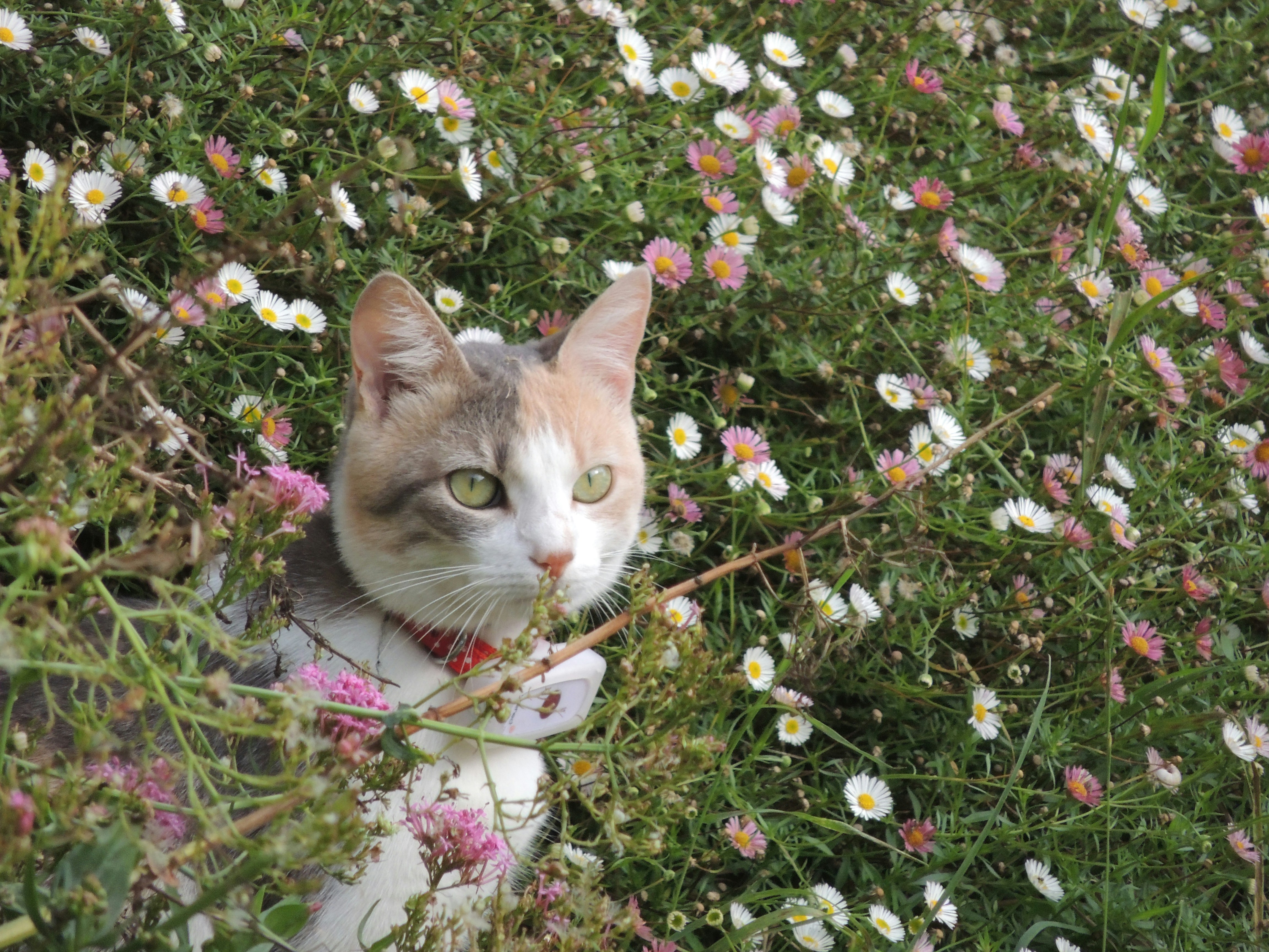 A curious cat peeks through a vibrant patch of wildflowers, blending harmoniously with nature's palette.
