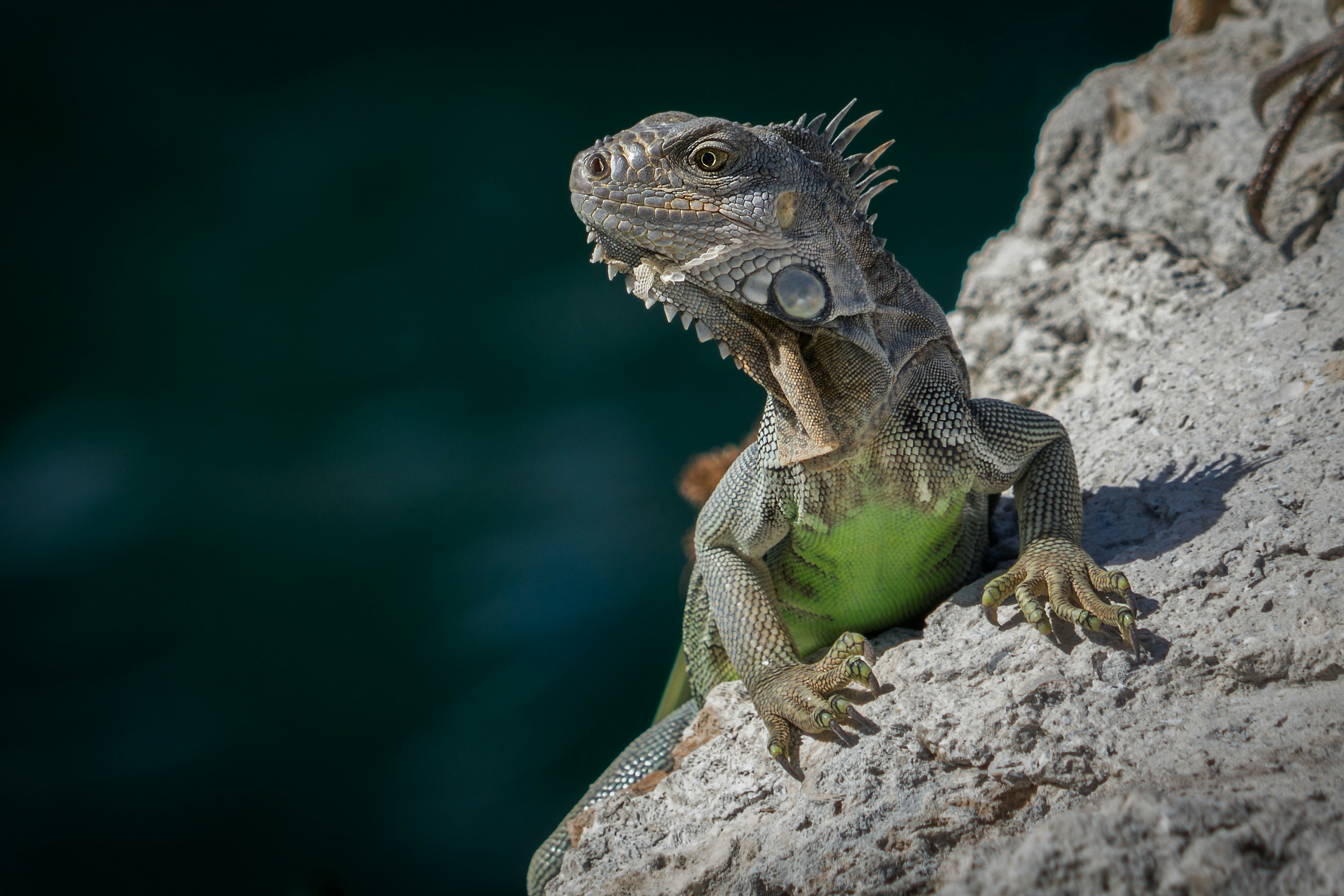 Iguana perched on a rocky surface, showcasing its vibrant green scales against a blurred turquoise background.
