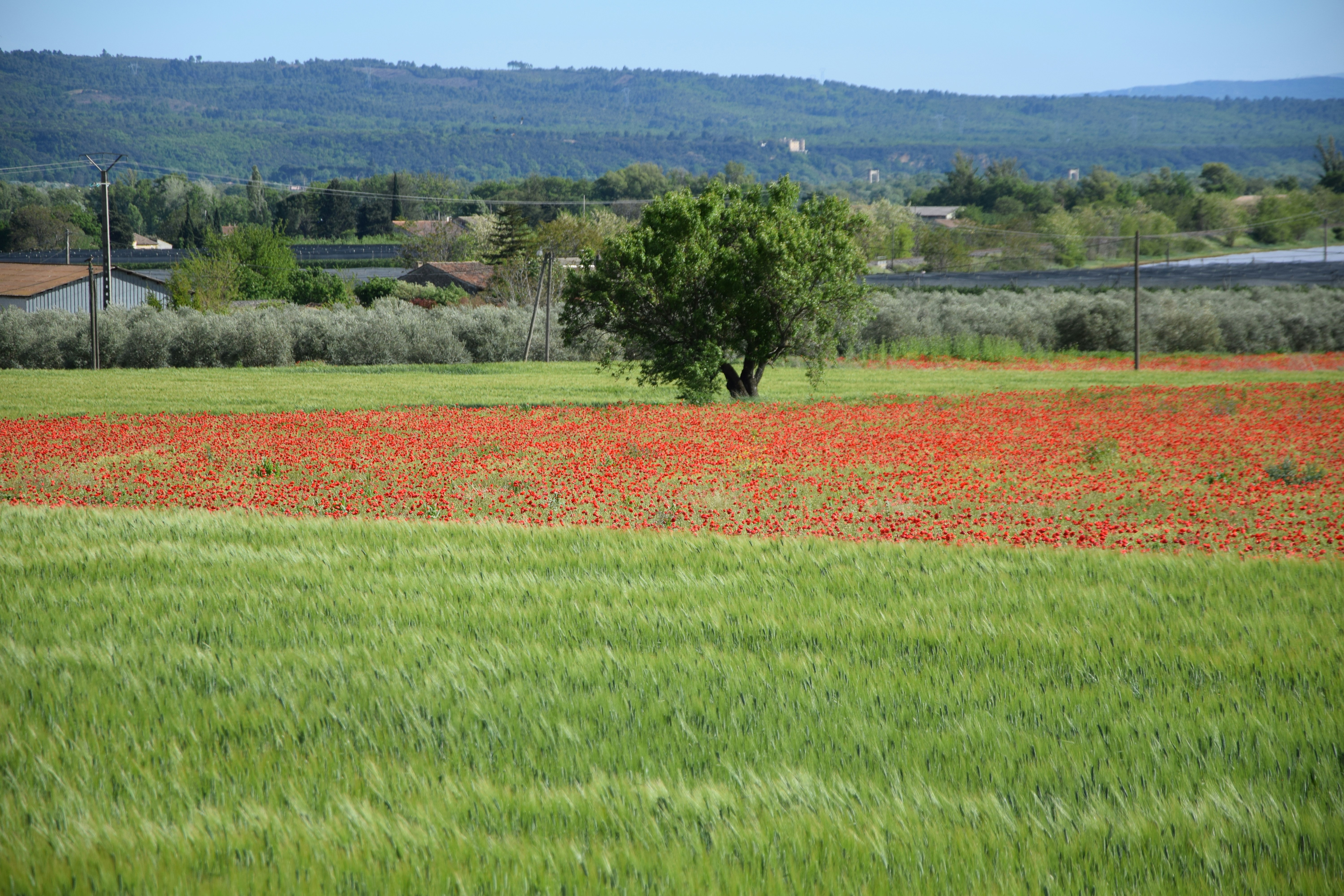 Field of poppies, on my way back home, on a windy day
