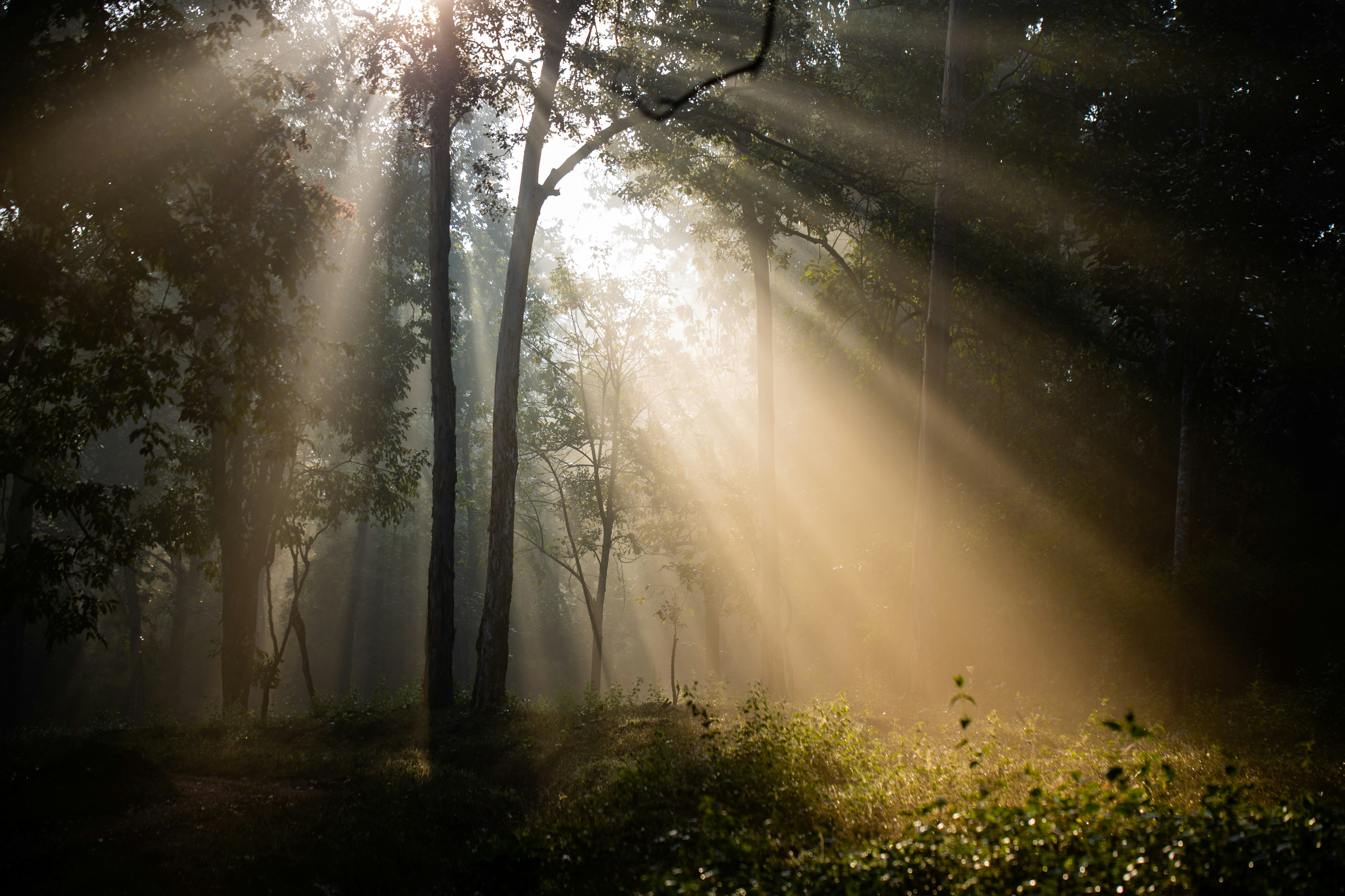 Sunlight streaming through trees in a misty forest, creating a magical interplay of light and shadow.