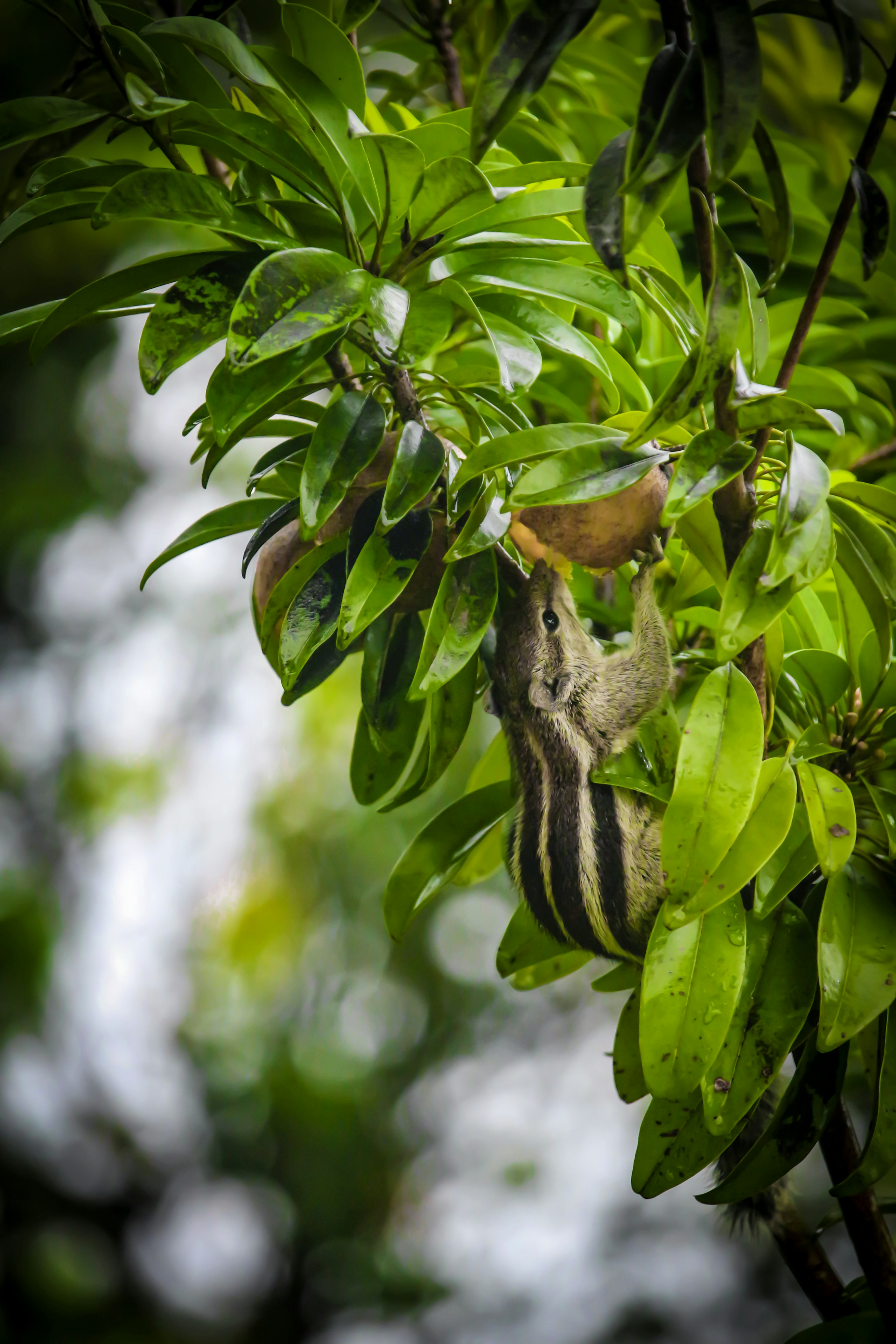 Squirrel at the Edge of a Verdant Canopy