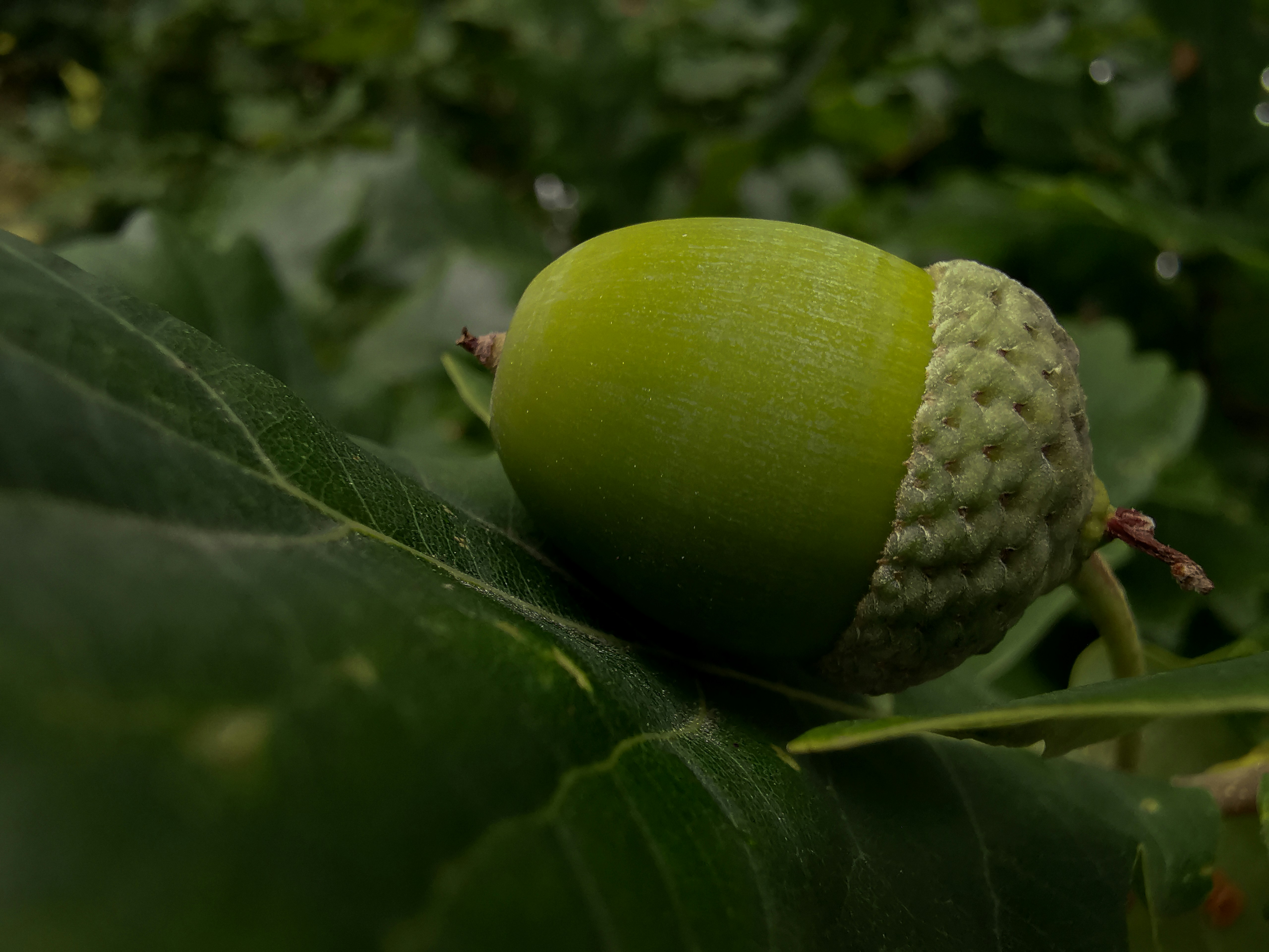 Close-up of a green acorn resting on a leaf, showcasing its unique texture and color variations.