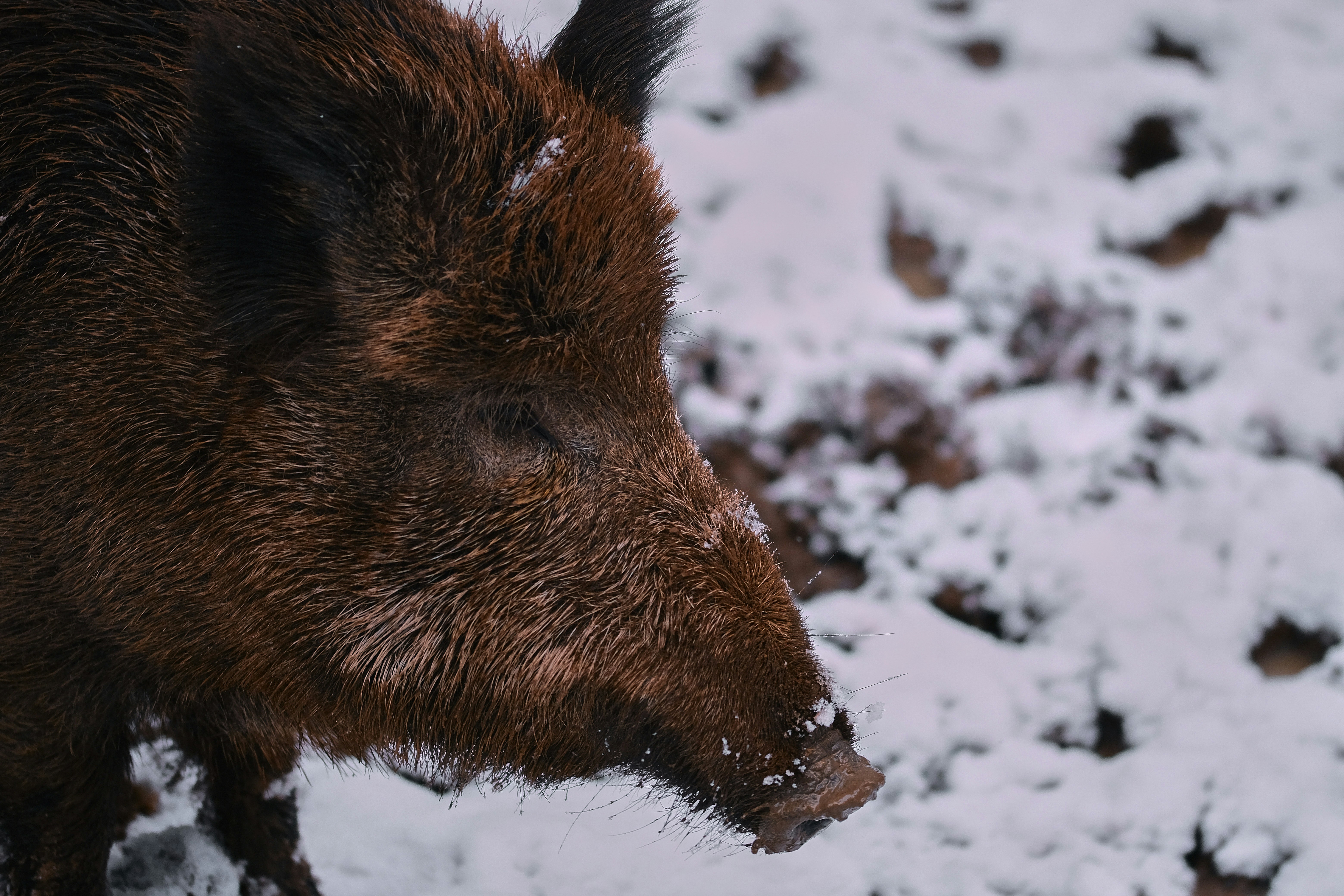 Winter's Nose: Close-Up of a Wild Boar in Snow