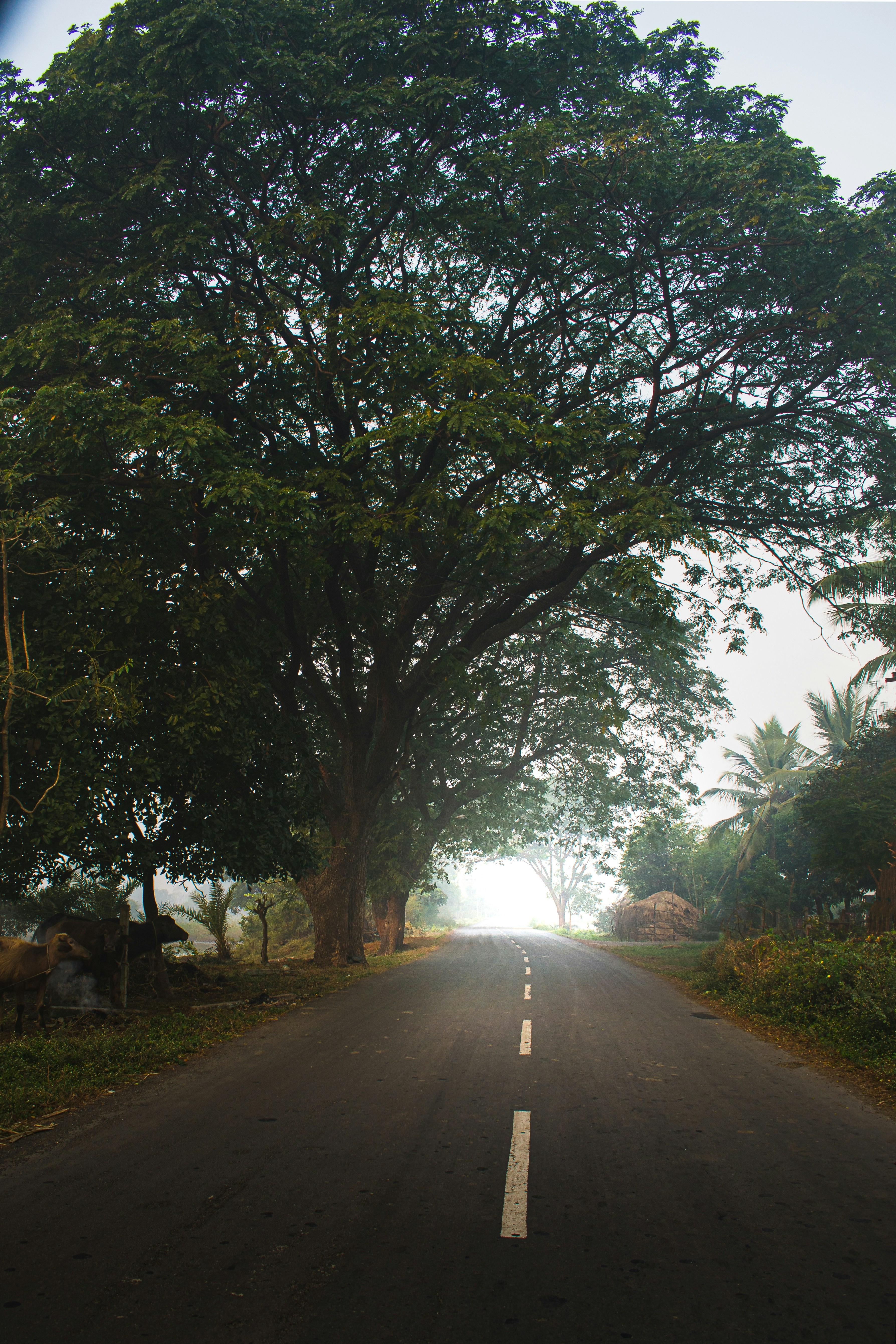 A serene rural road flanked by lush trees, leading towards a gentle morning light. The tranquil scene evokes a sense of peace and exploration.
