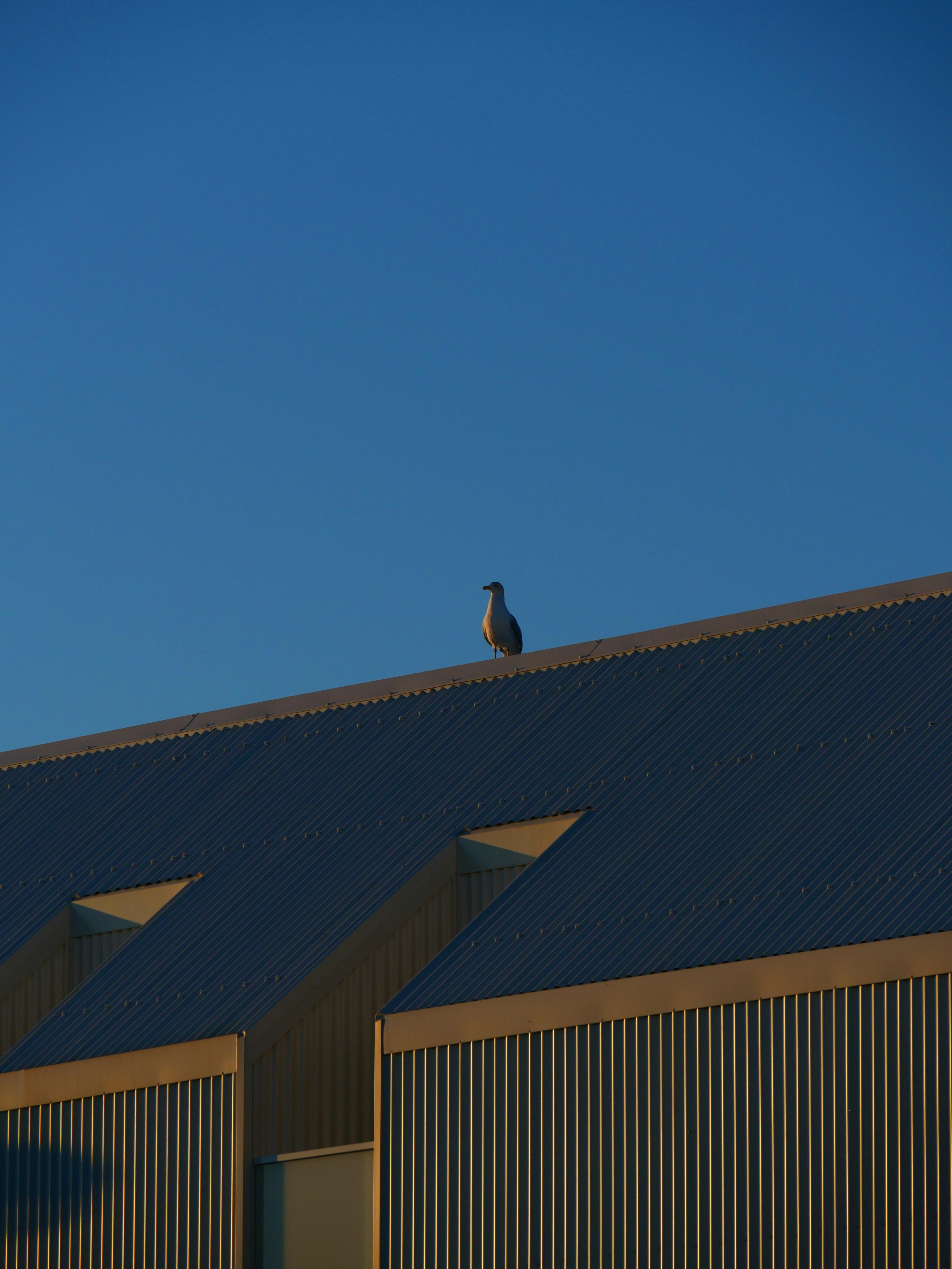 A solitary bird stands atop a modern building, silhouetted against a clear blue sky. The architectural lines contrast with the natural form of the bird.