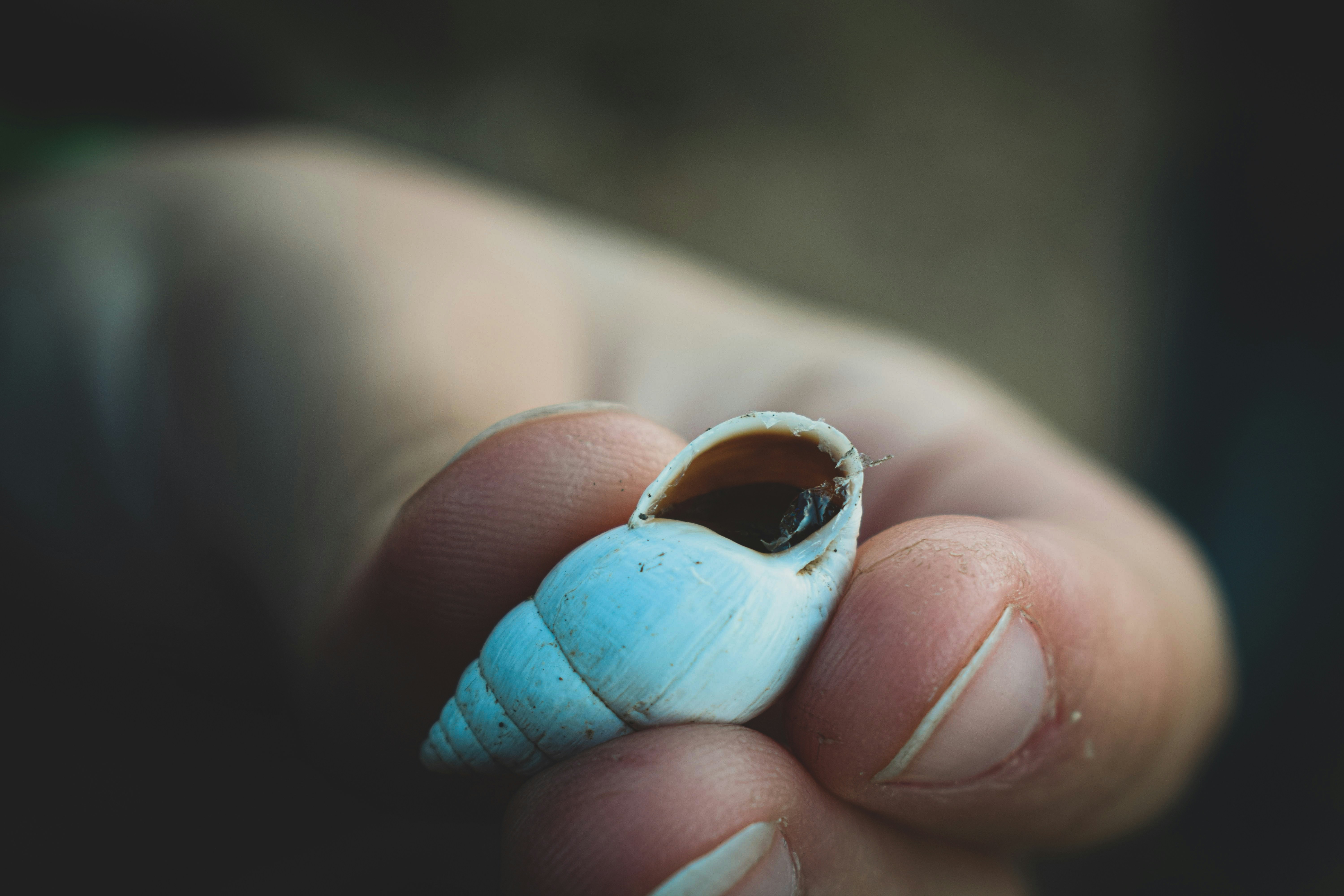 Hand holding a small blue seashell with a blurred natural background.
