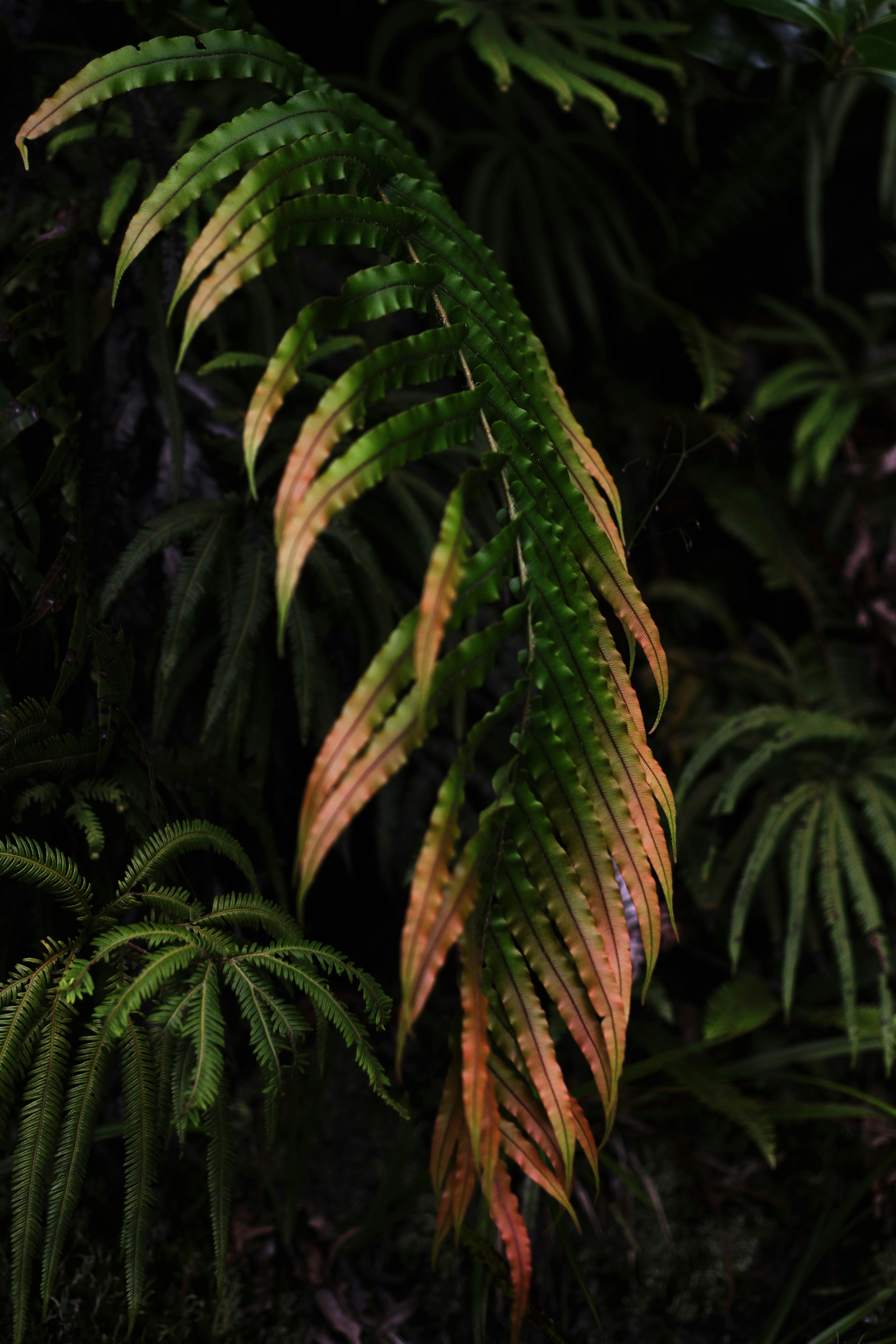 foliage on the bush walk in hokitika gorge, new zealand