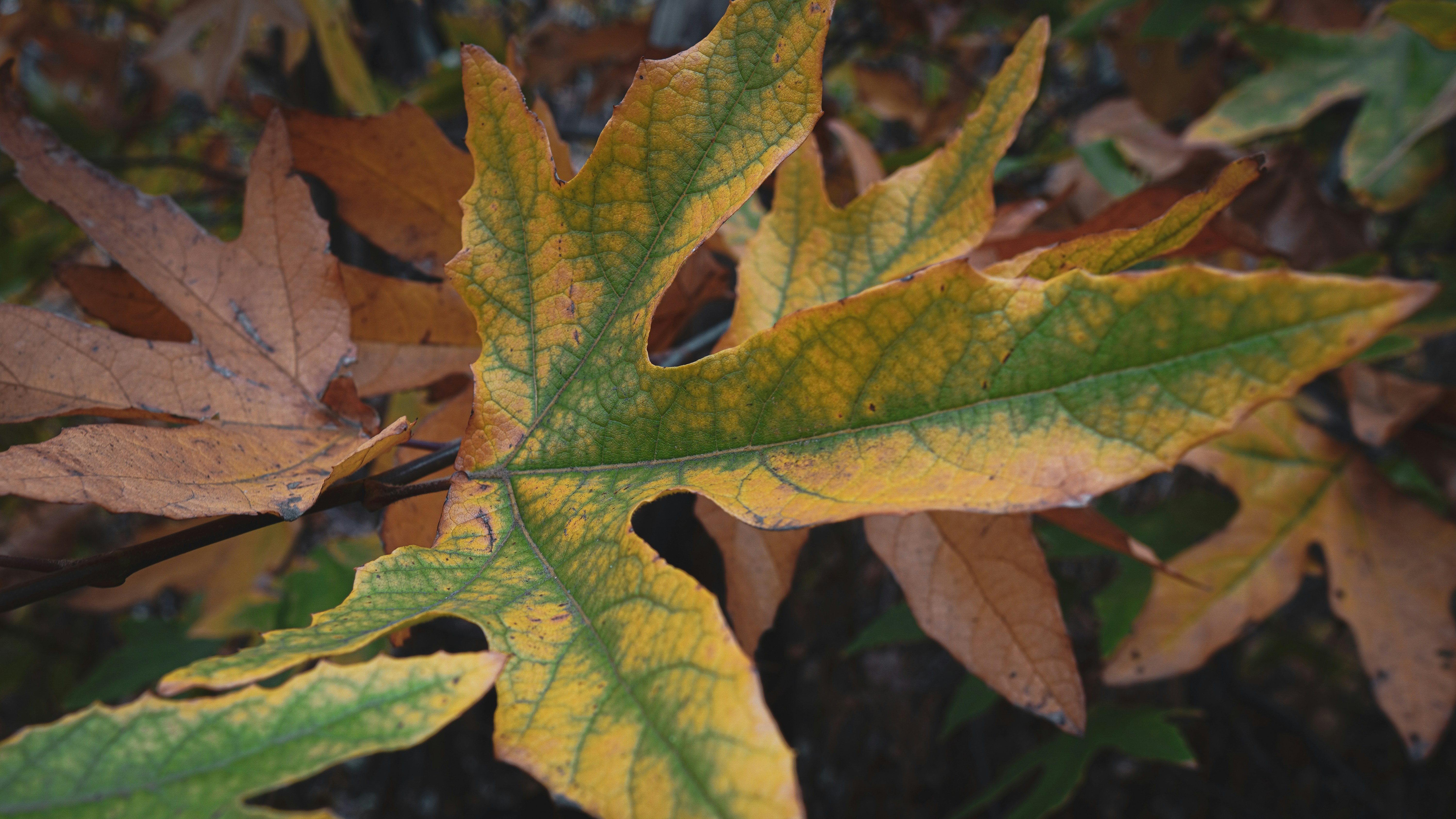 Autumn Leaf Constellation: A Close-Up of Burnished Maple