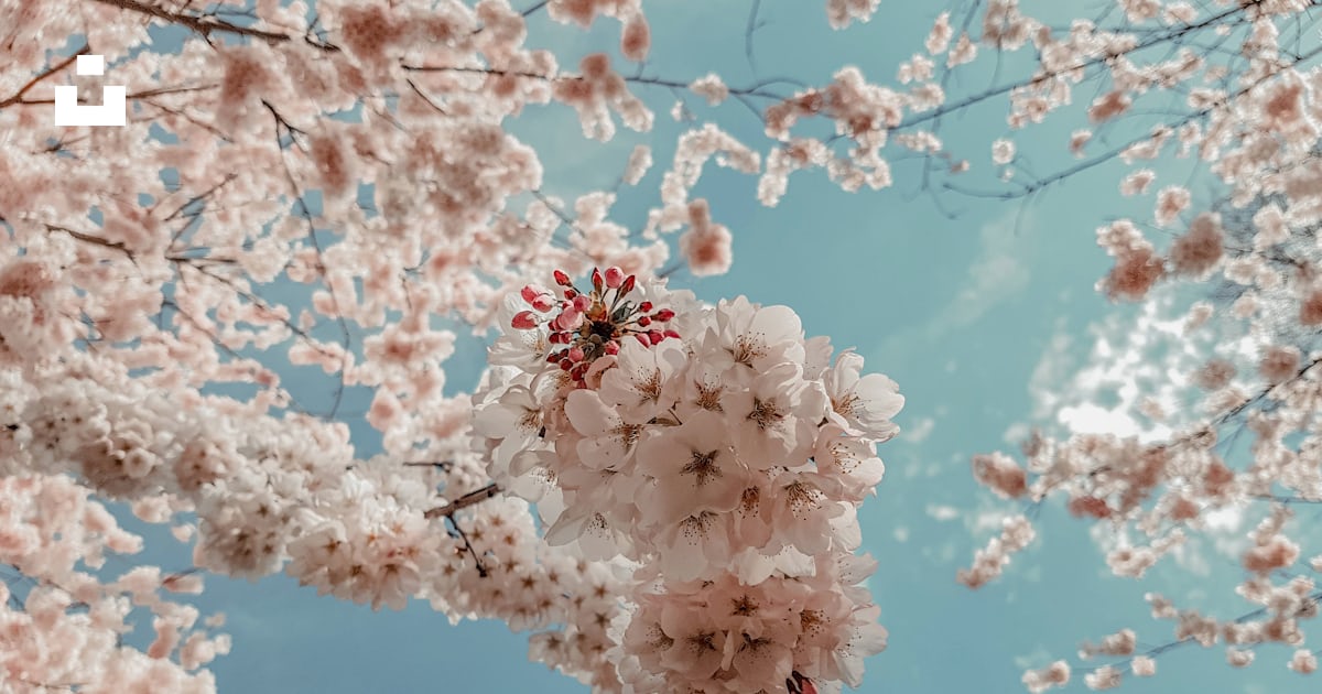 낮 푸른 하늘 아래 하얀 벚꽃 사진 Unsplash의 무료 꽃 이미지