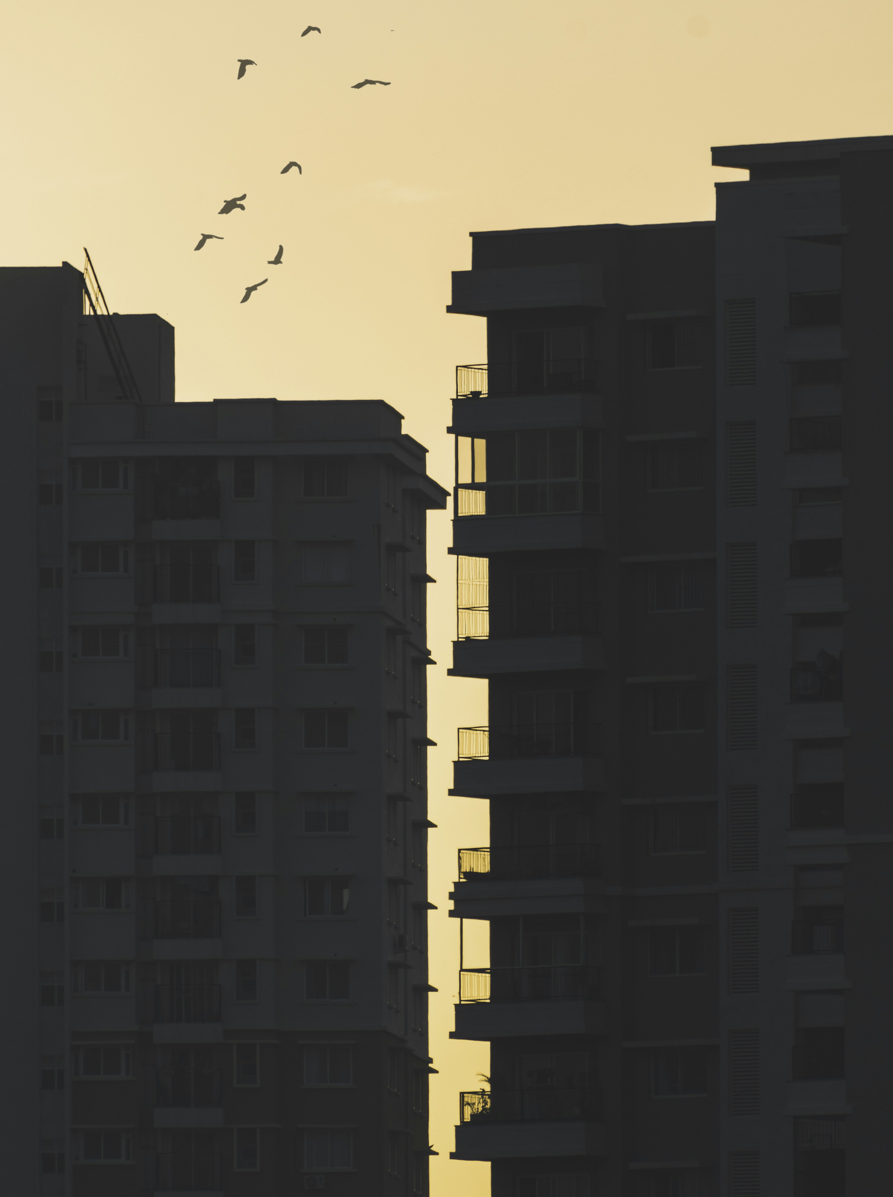 flying birds through dawn
