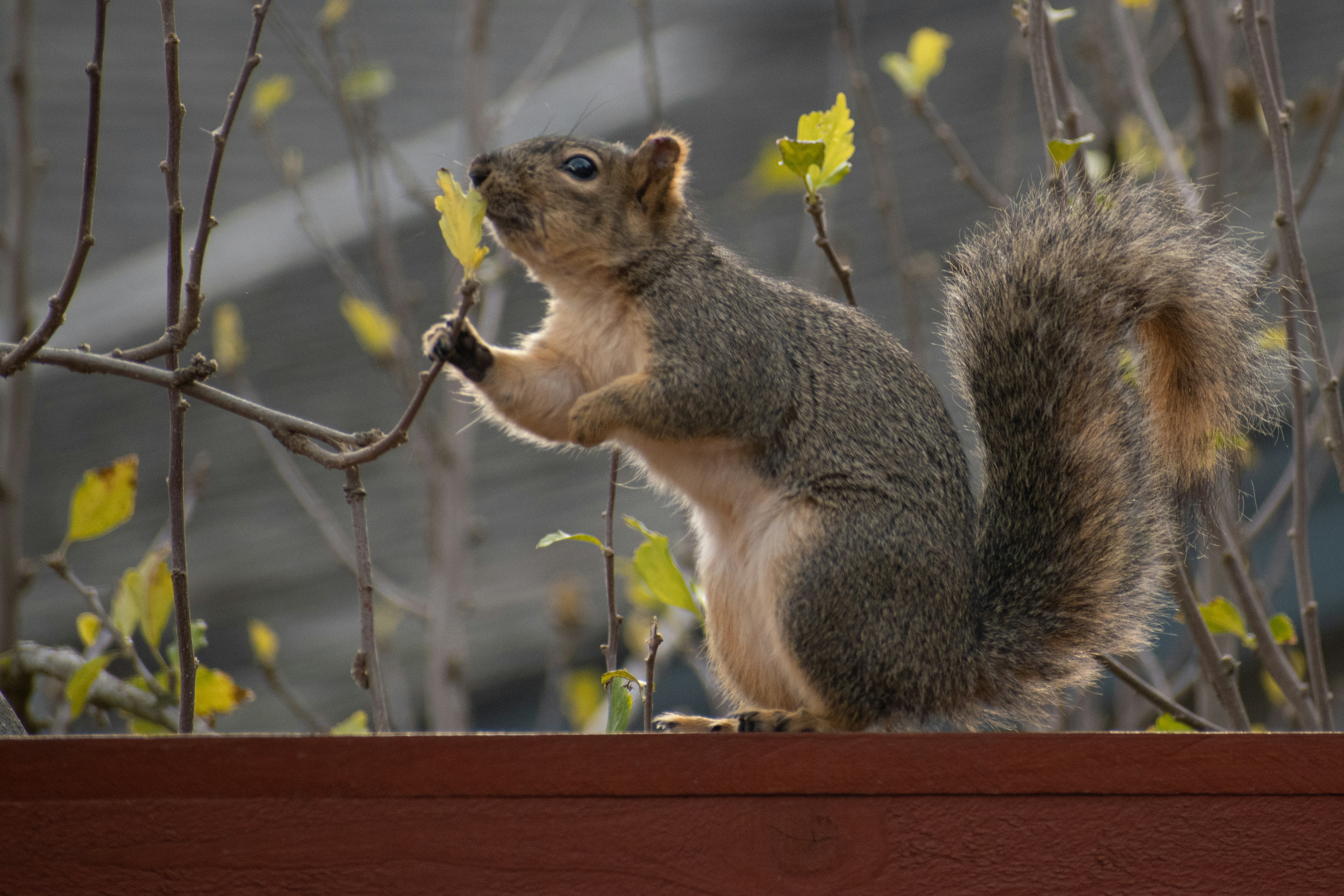 Squirrel at the Edge: An Up-Close Moment on a Wooden Railing