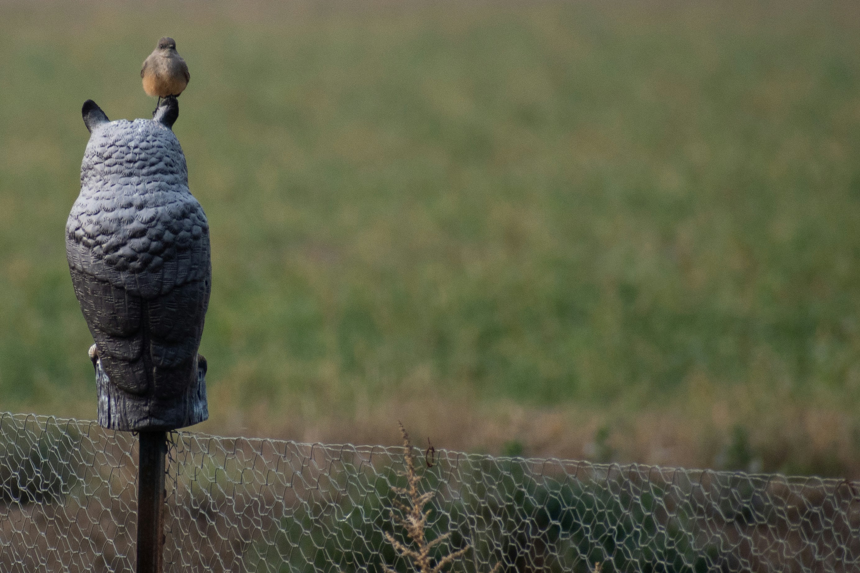 Watchful Owl on a Weathered Post Over a Quiet Field