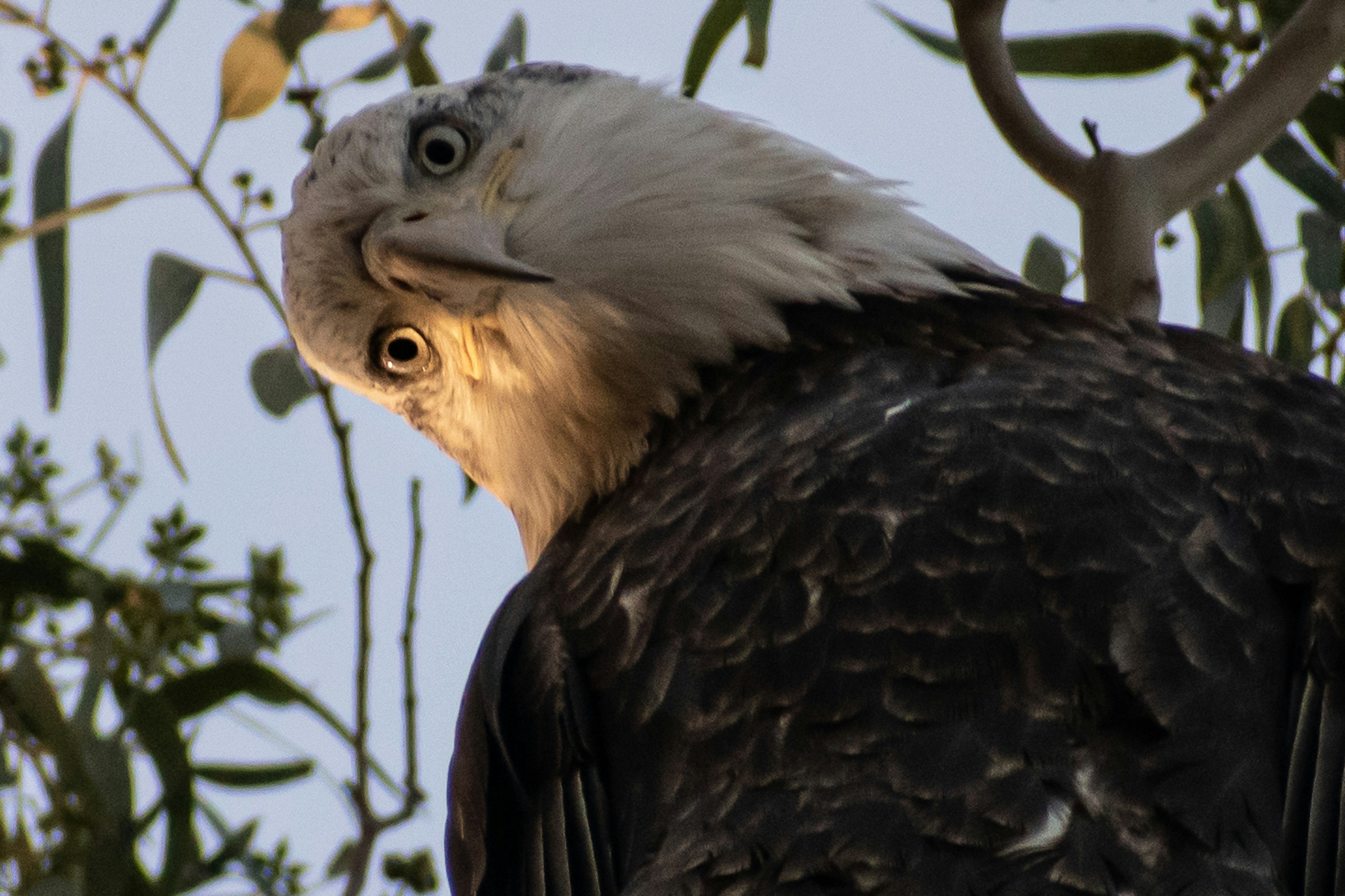 Pale-Headed Raptor on a Sunlit Canopy Perch