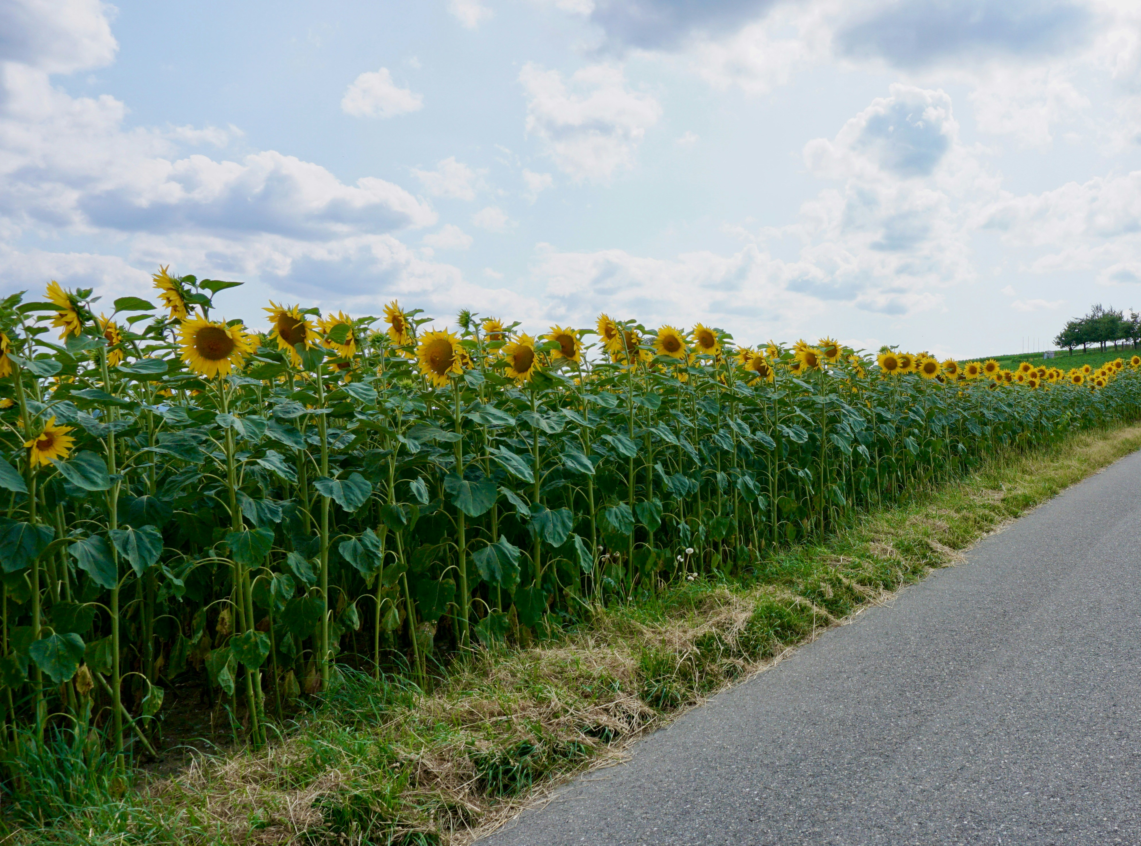 Sunflower Aisle Guiding a Quiet Country Road