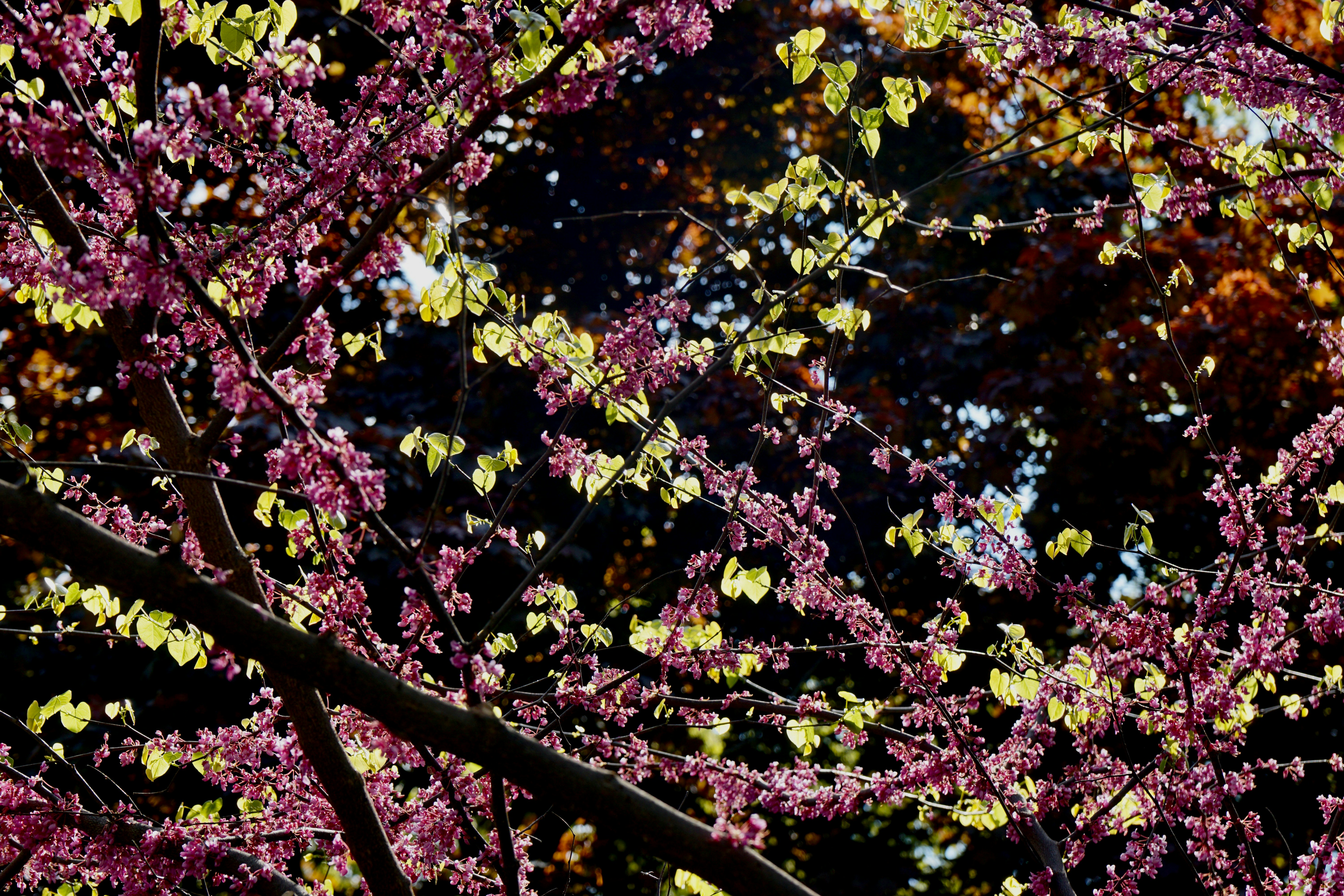 Midnight Pink: Cherry Blossoms Weaving Light Across a Shadowed Canopy