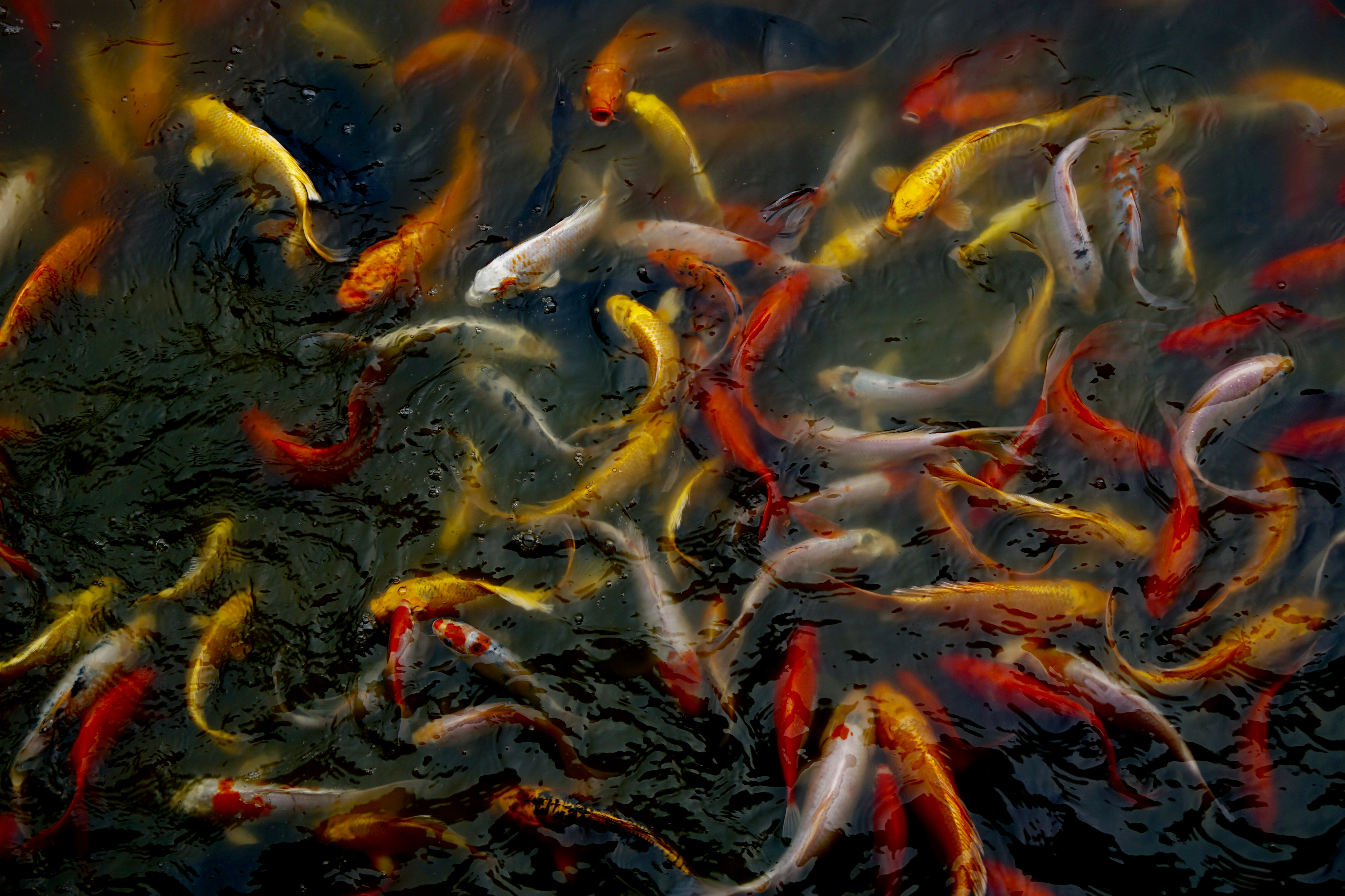A vibrant underwater scene showcasing a swirling school of koi fish in various colors, creating a mesmerizing display of movement and life.