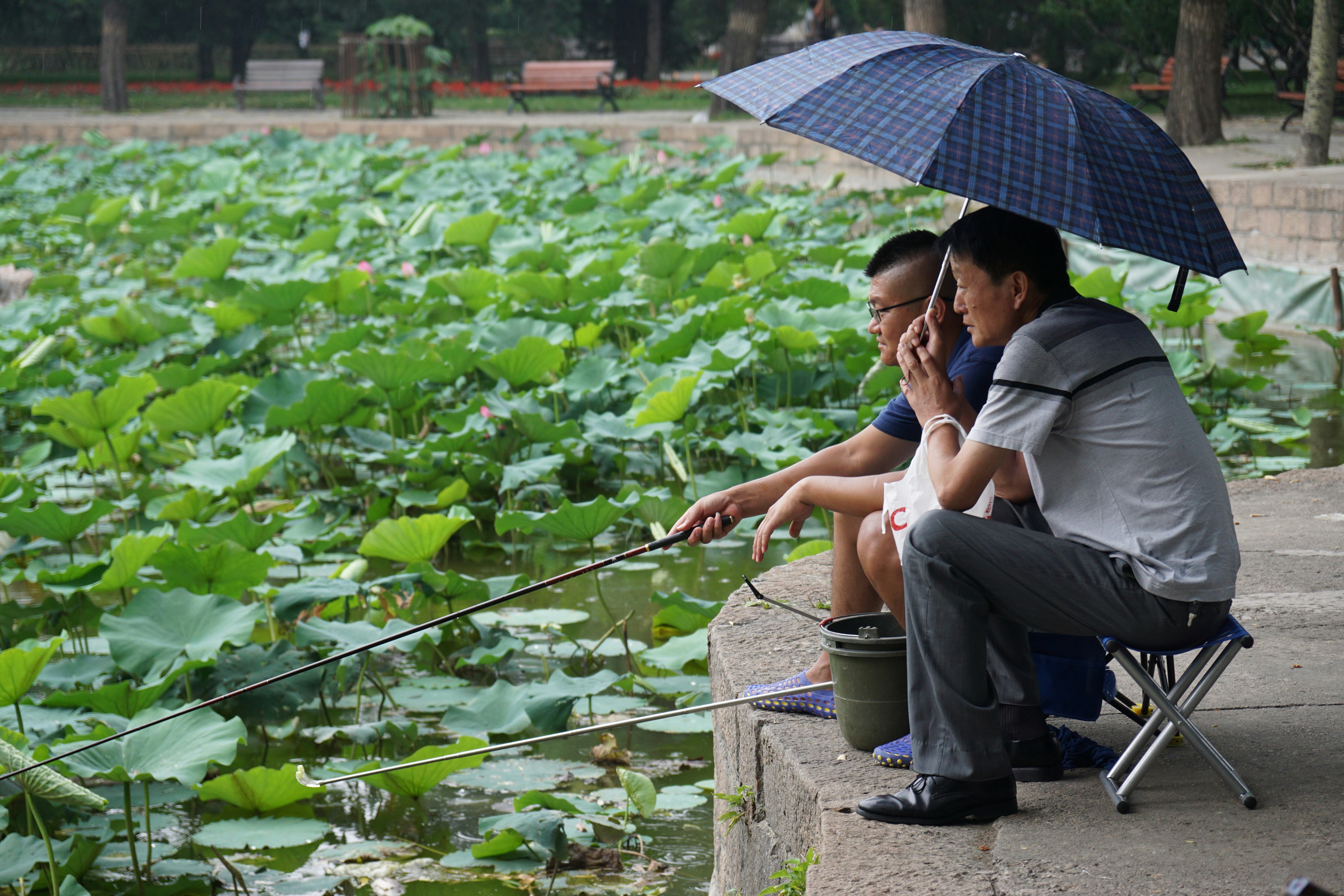 Two Chinese men fishing in a pond in a park in Shanghai. Covered by a blue plaid umbrella.