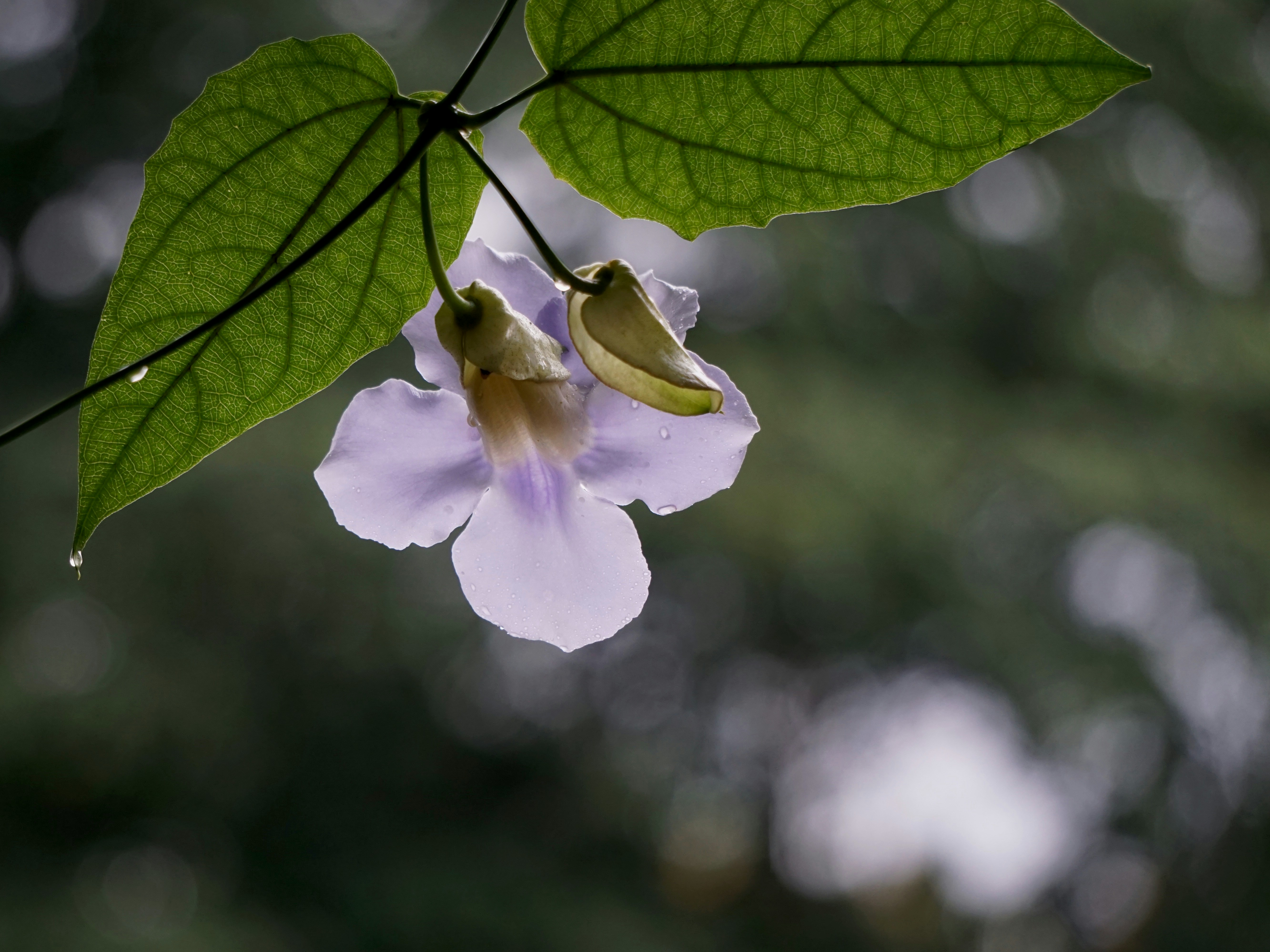 A delicate purple flower hangs gracefully from a green vine, framed by vibrant leaves, set against a softly blurred background.