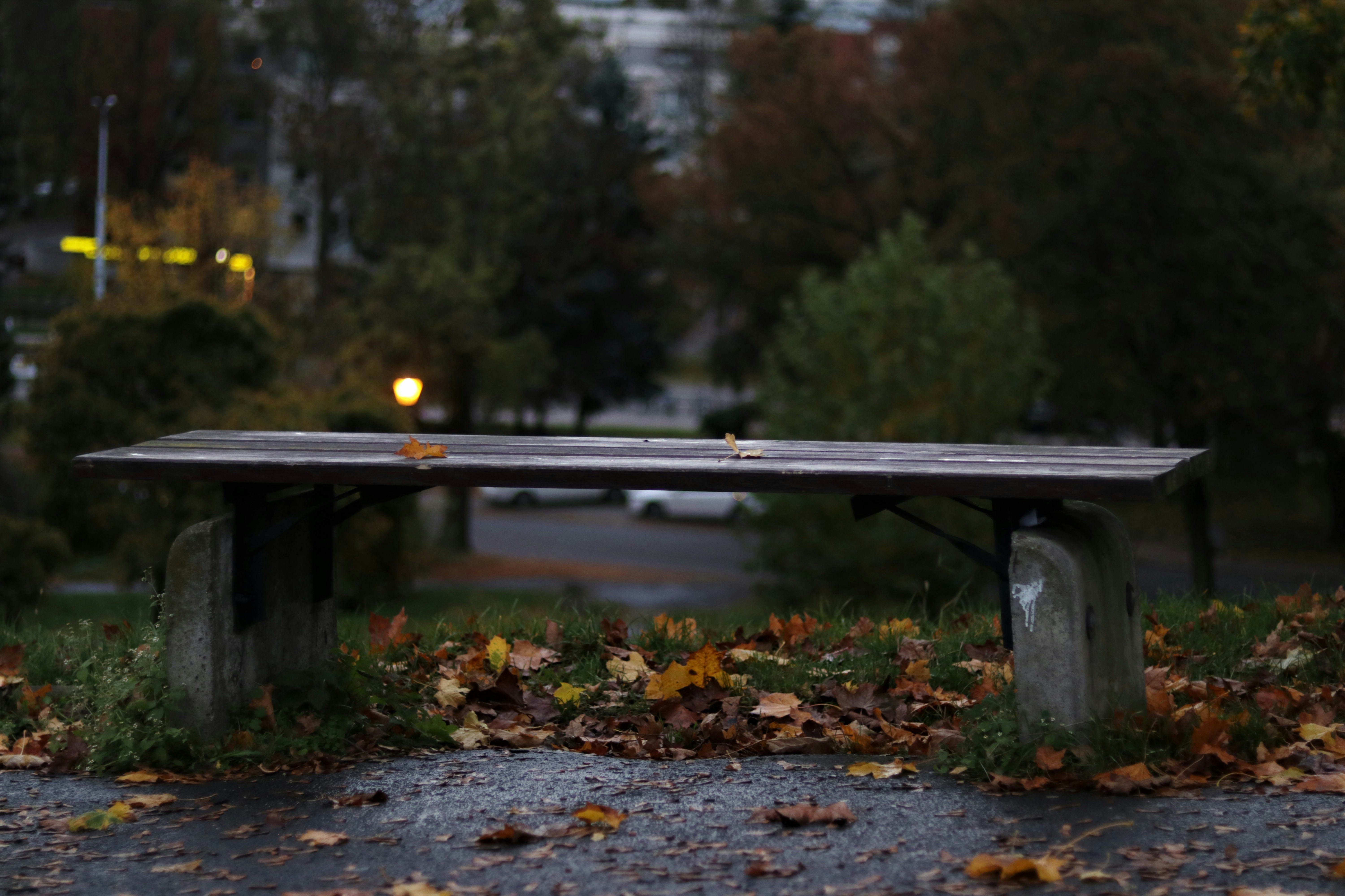 Autumn Quiet: A Bench Under Dusk-Soft Canopy