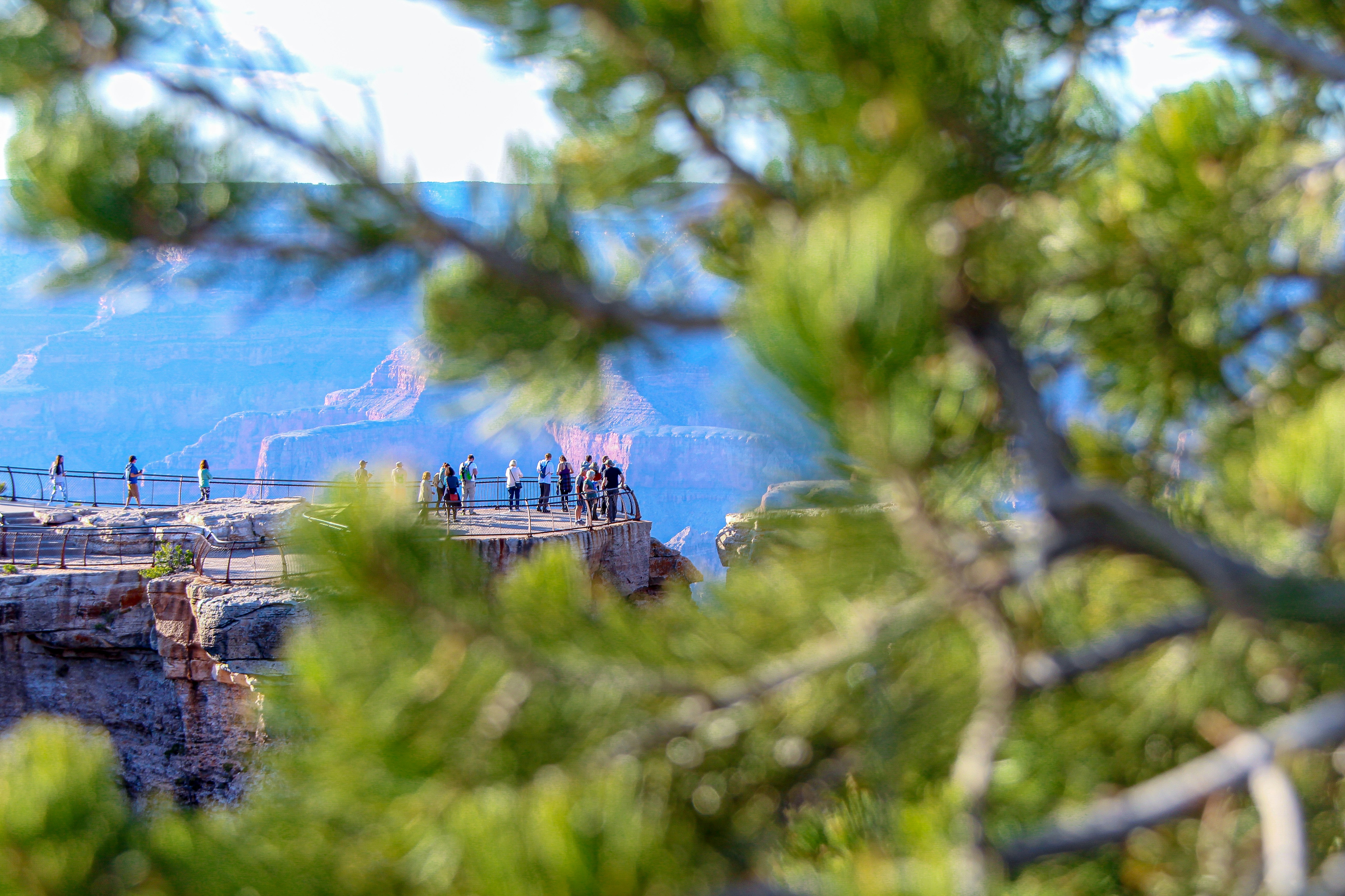 Visitors gather on the edge of the Grand Canyon, framed by lush pine branches, capturing a moment of awe in nature's vastness.
