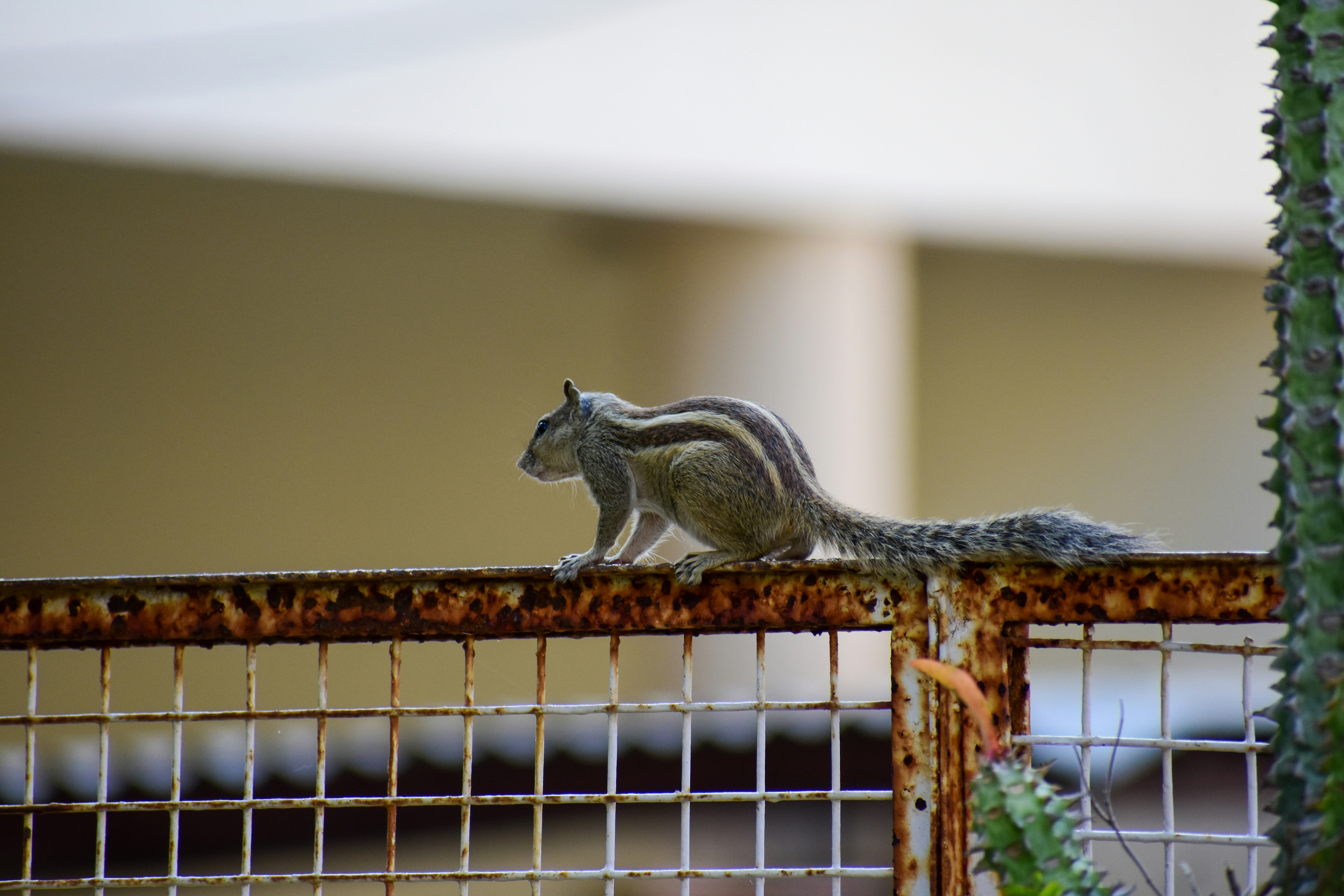 gray squirrel on brown wooden fence