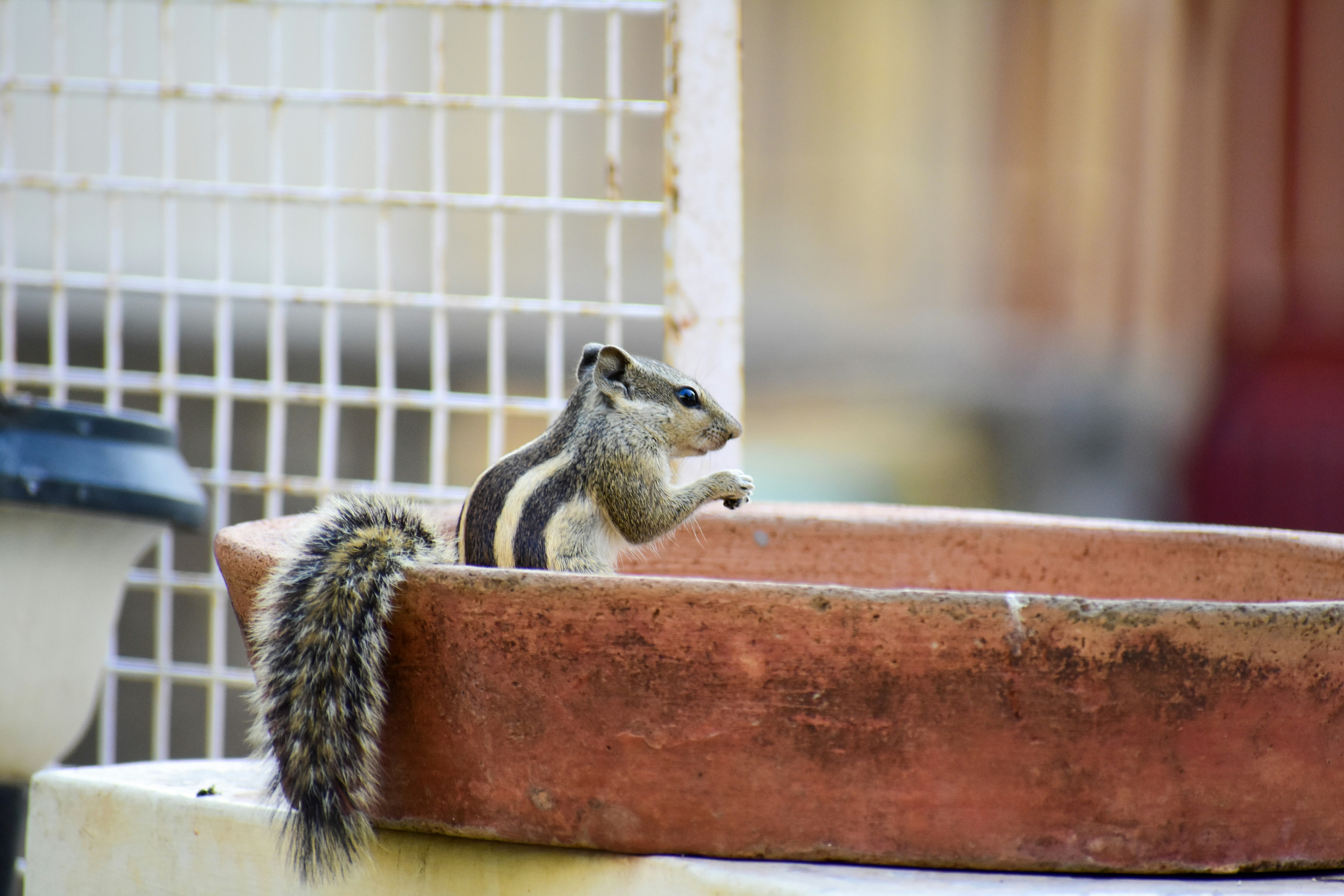 Curious Squirrel on a Terracotta Rim