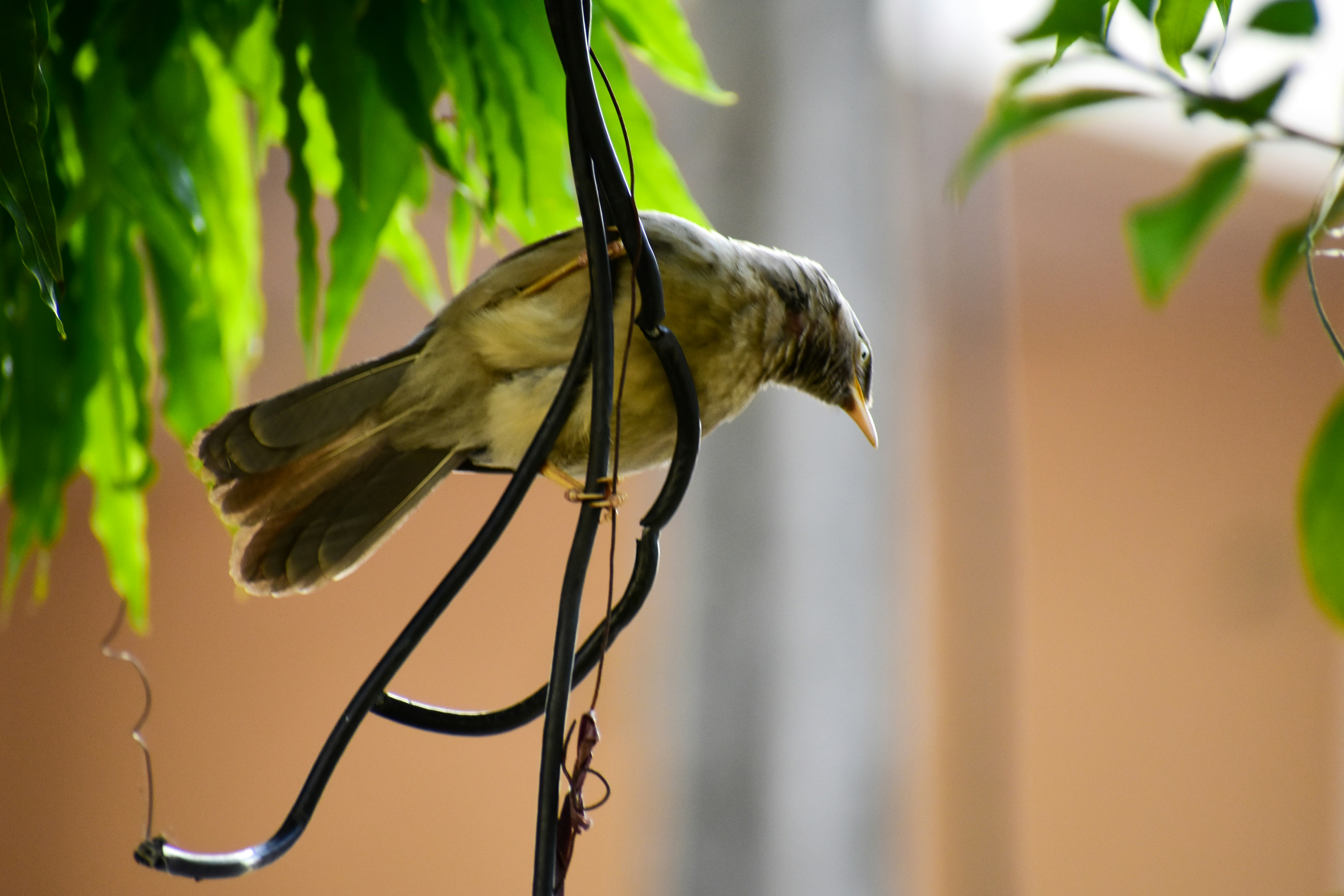 white and brown bird on black metal wire