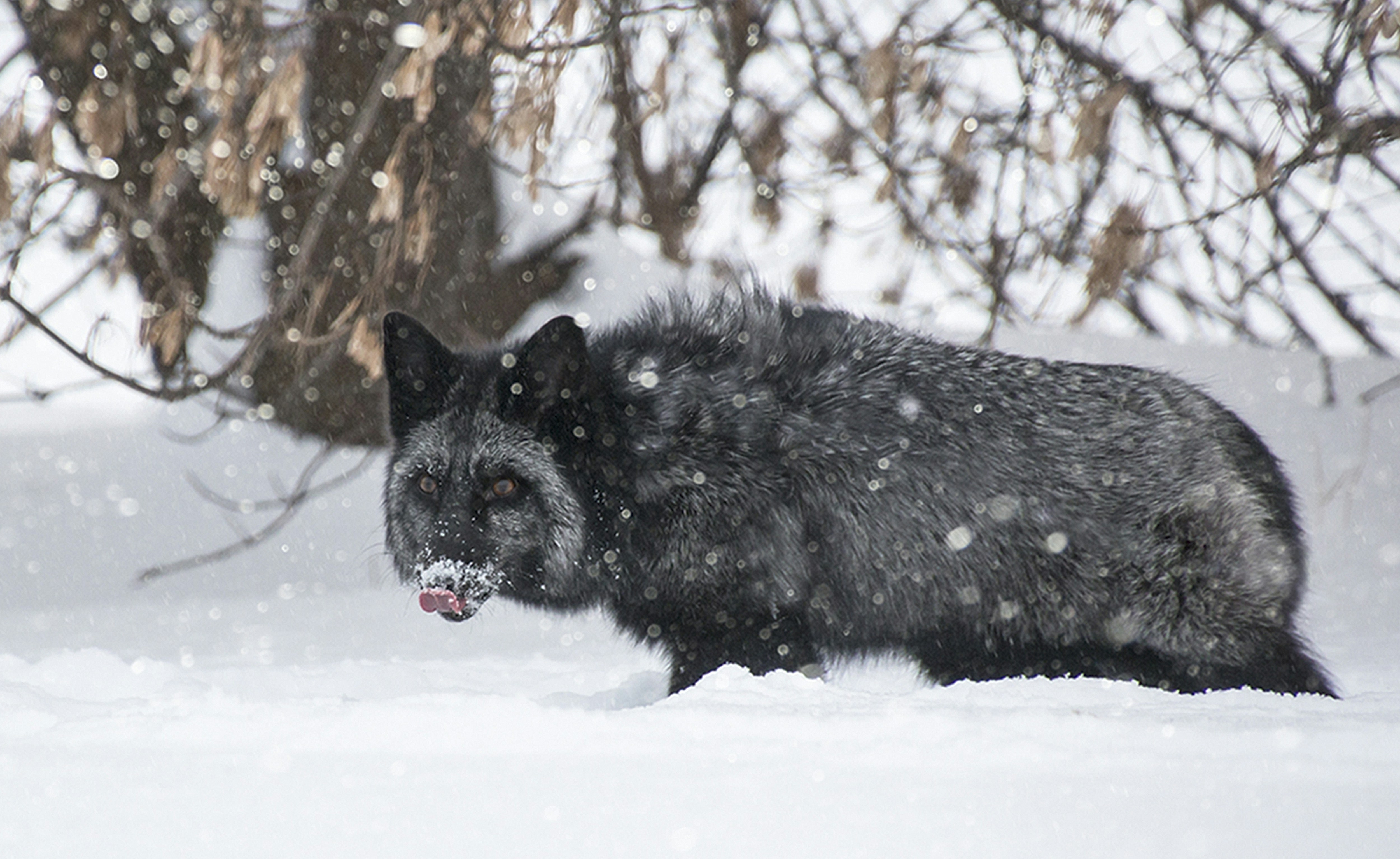 Black wolf on snow covered ground during daytime photo – Free Москва ...