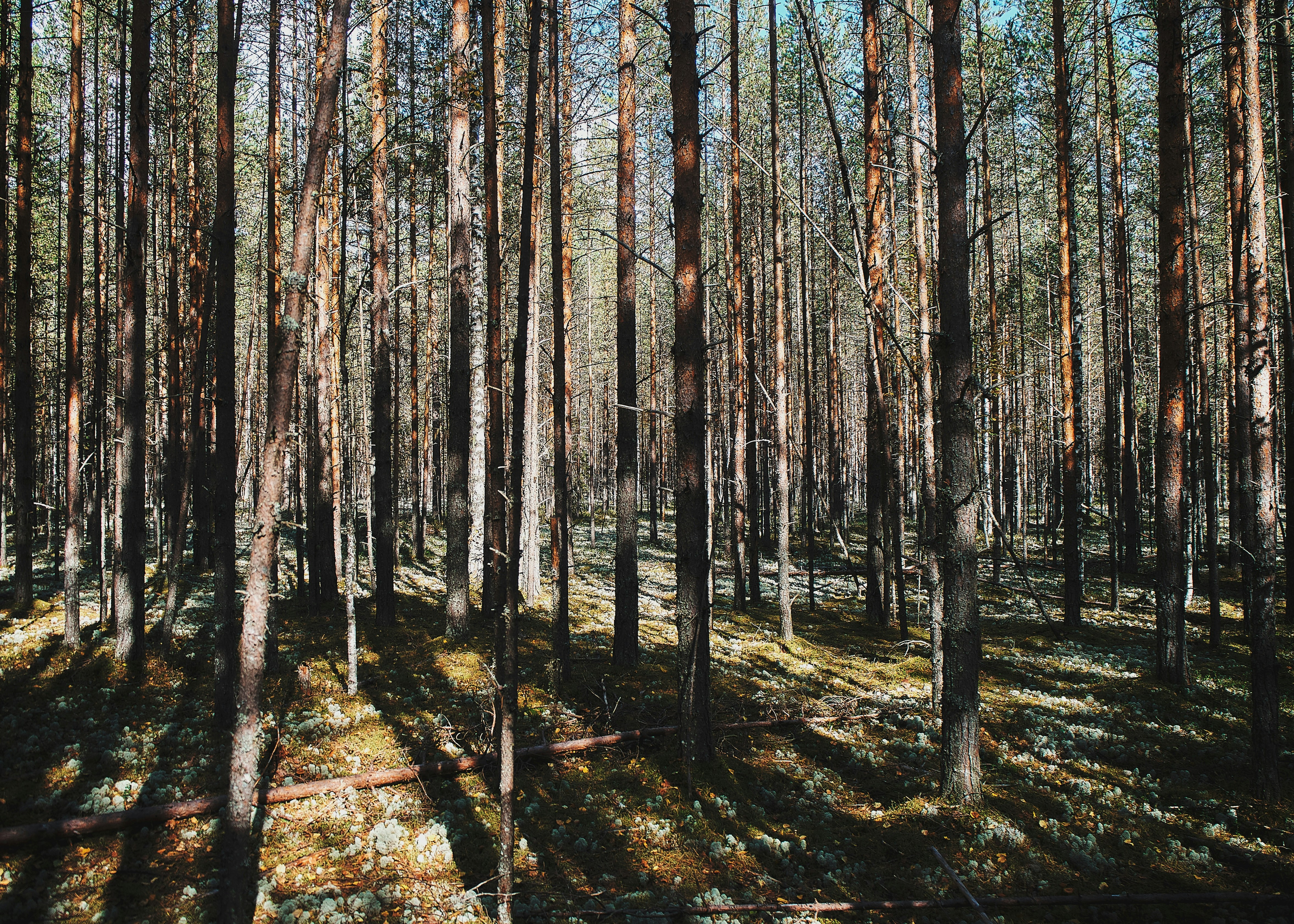 brown trees on forest during daytime