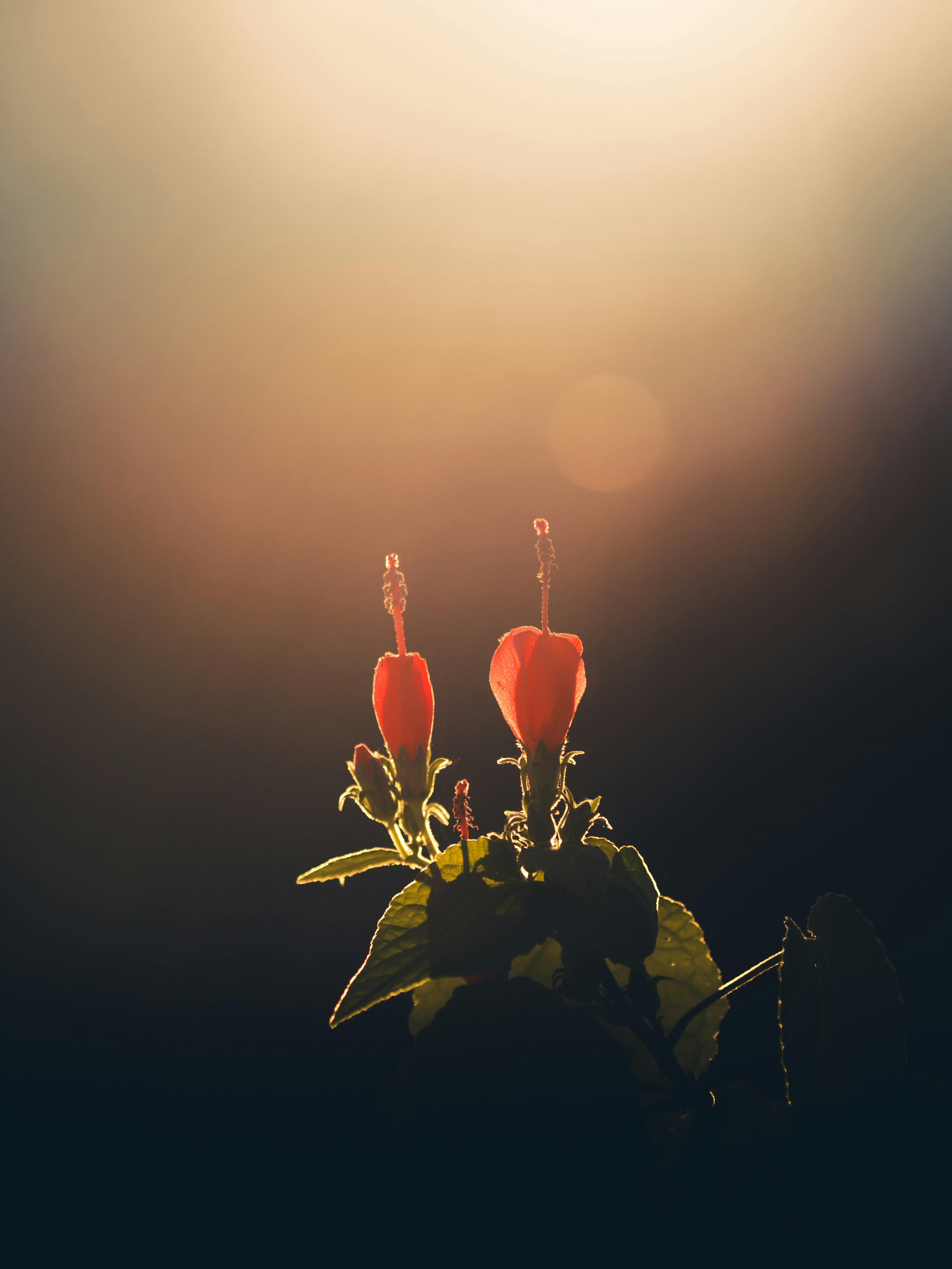 Backlit Hibiscus Buds Sticking Above a Quiet Horizon