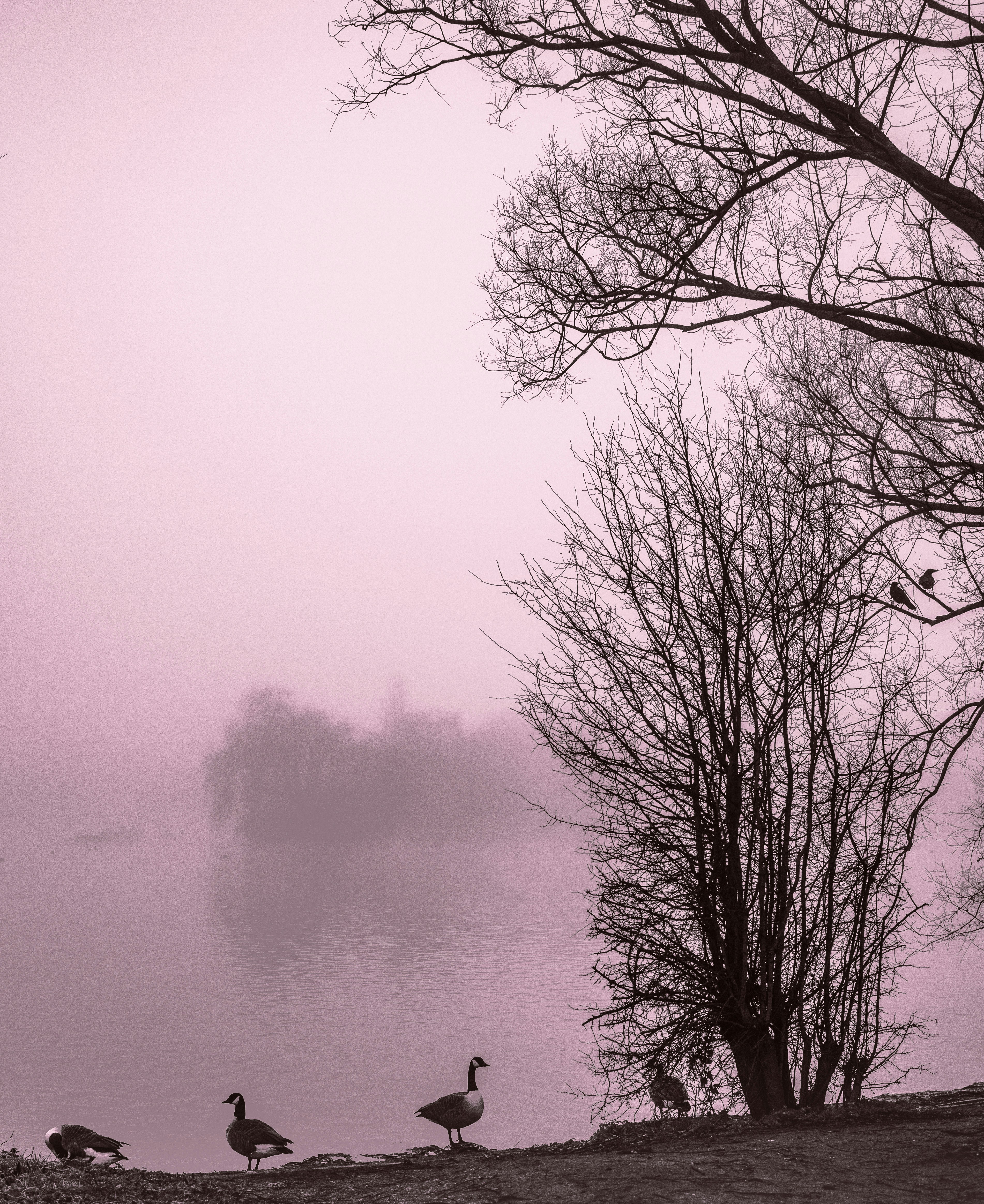 Leafless tree near body of water photo – Free Animal Image on Unsplash