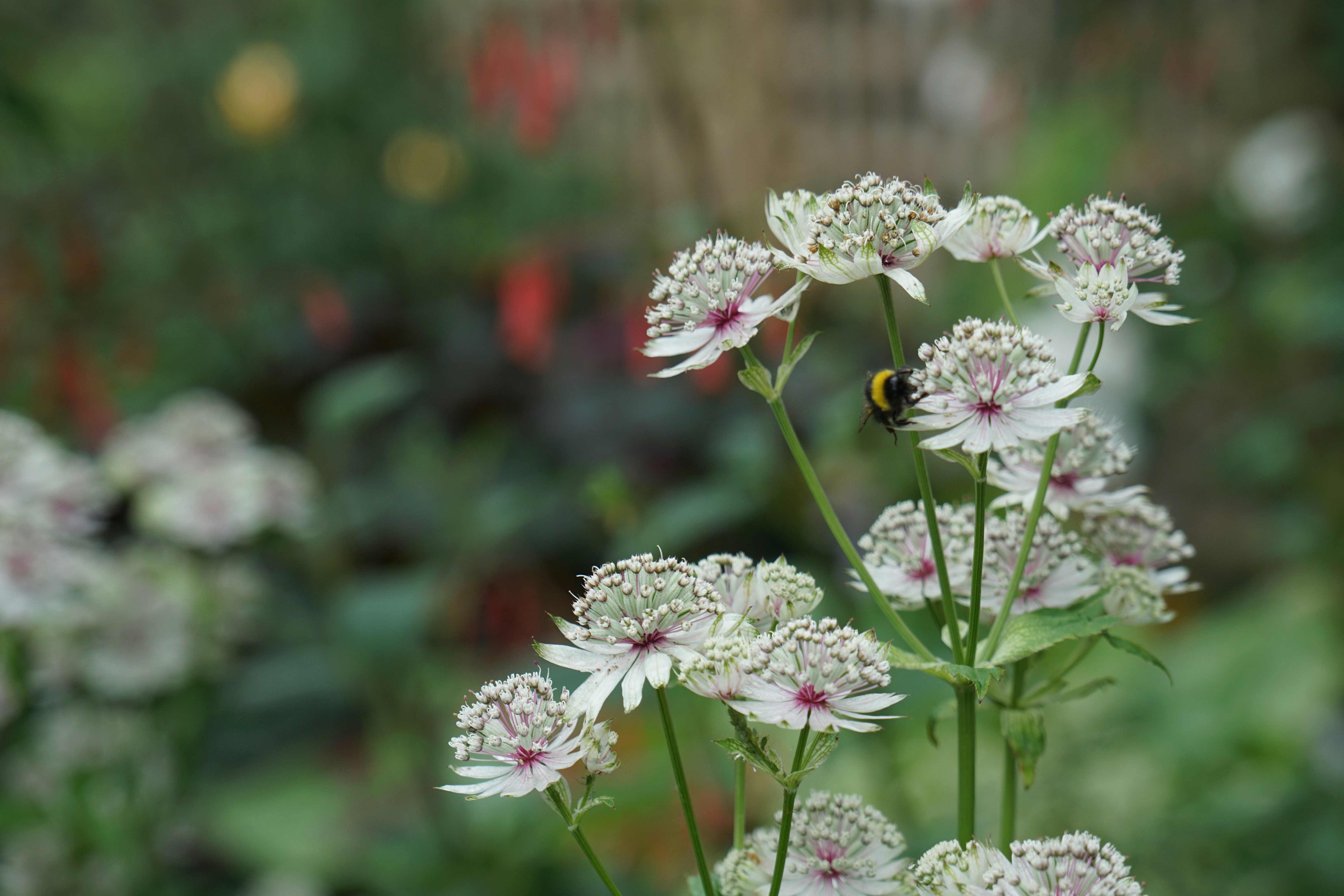 A cluster of delicate white flowers with intricate patterns, featuring a busy bee collecting nectar amidst a lush green backdrop.
