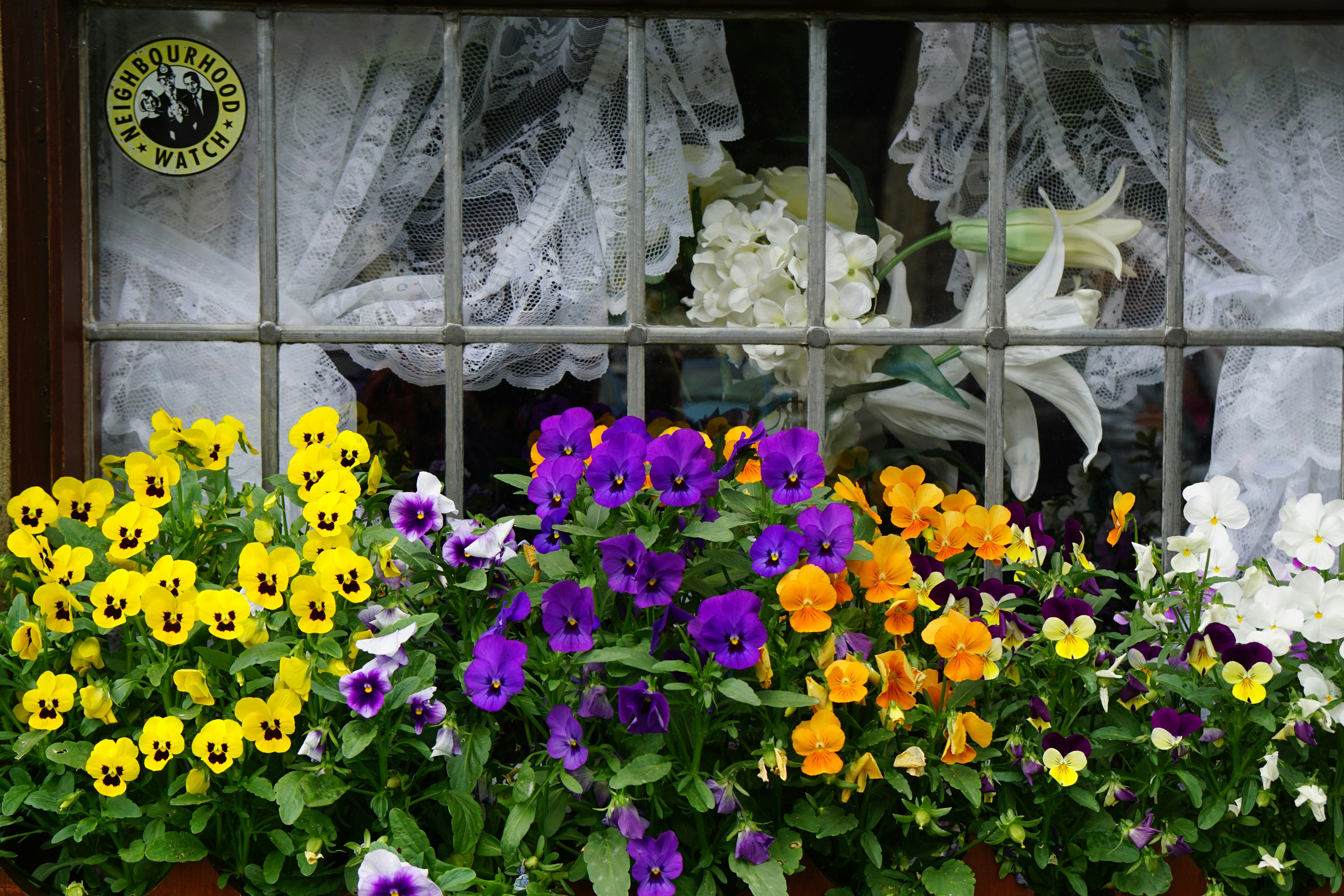 Window with extravagant lace curtains and over flowing window boxes filled with pansies