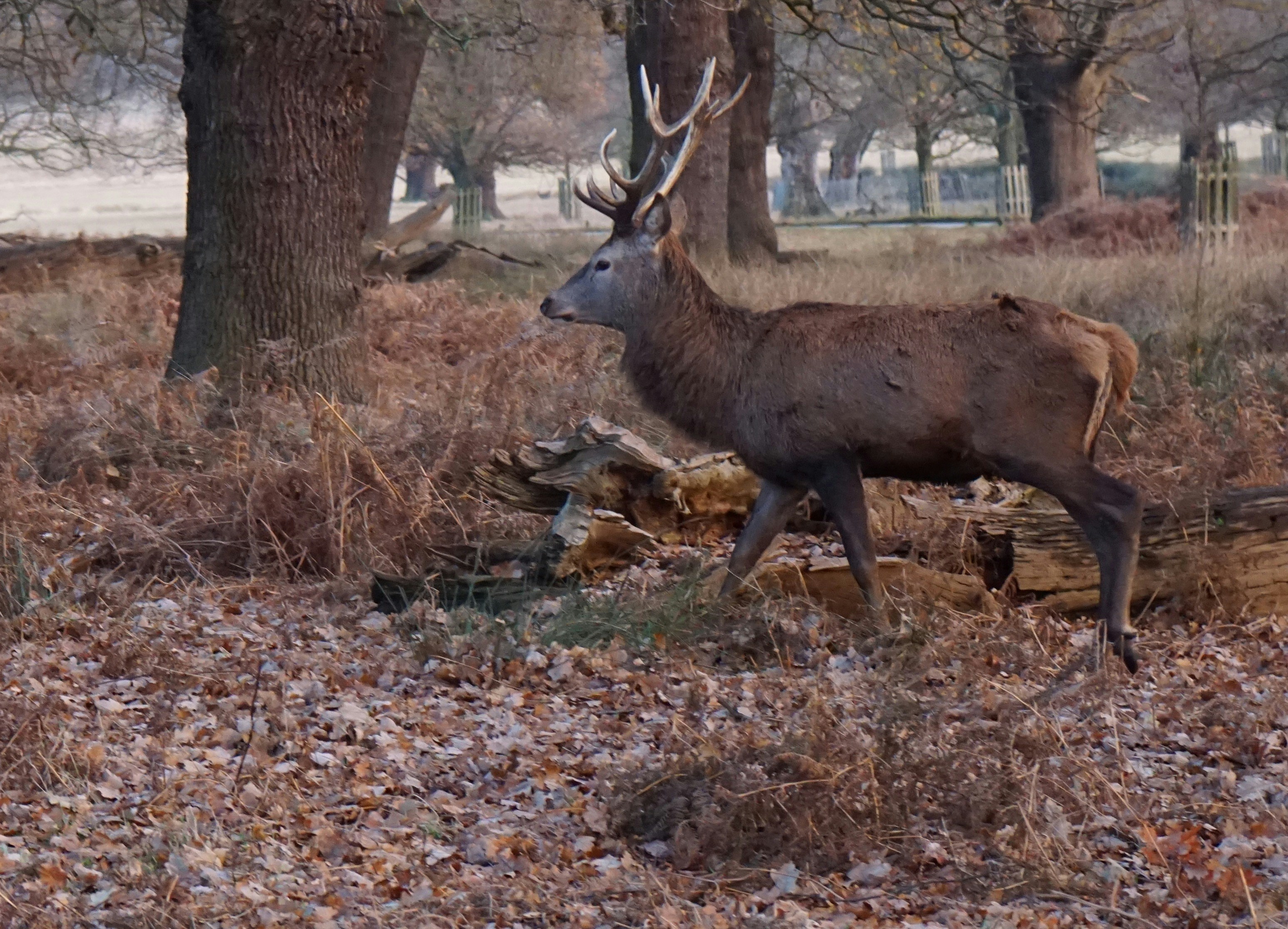 Buck standing in the woodlands at dusk