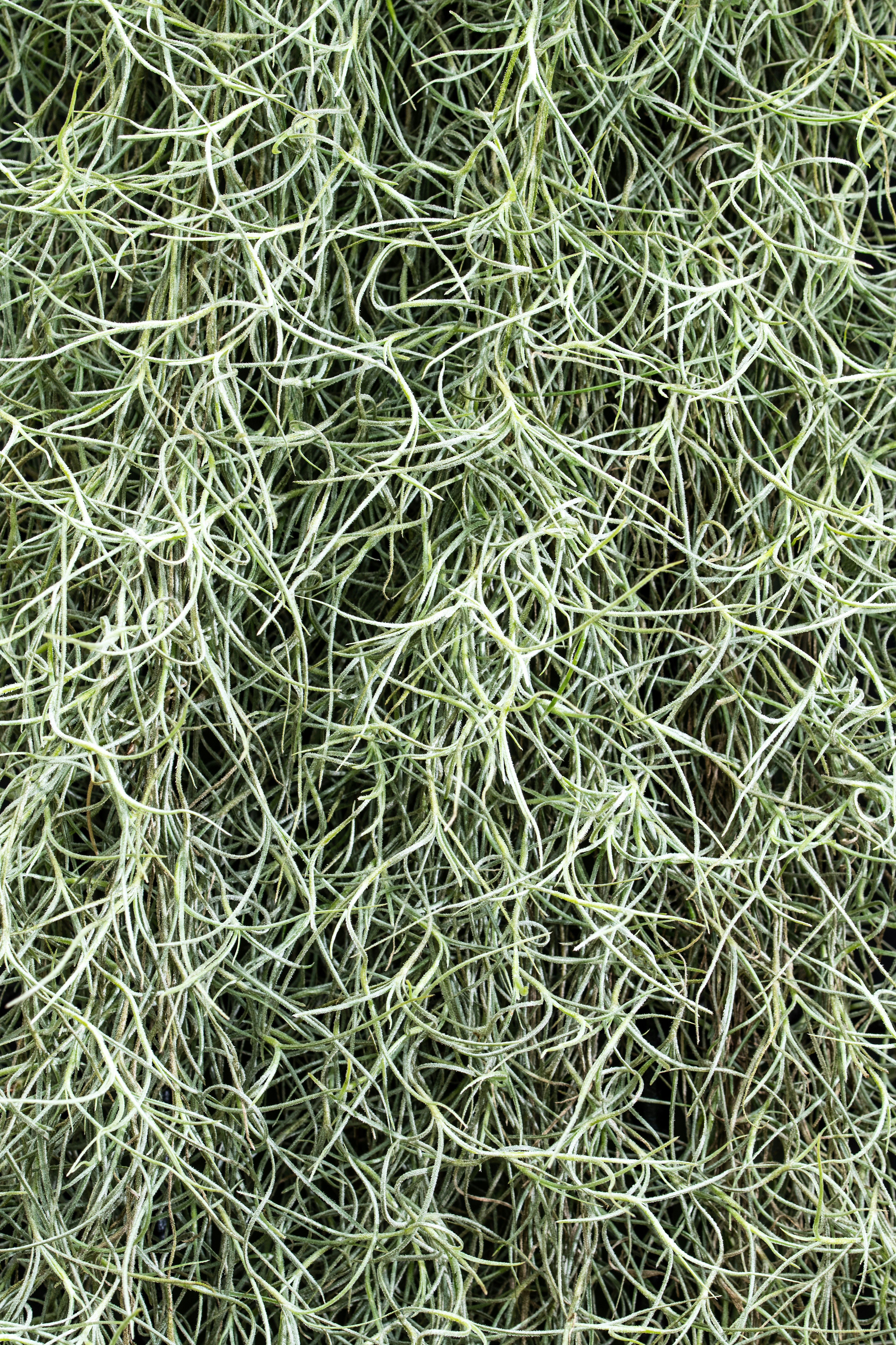 Spanish moss, also known as Old Man's Beard or Grandpa's Beard. This plant is found naturally in the Southern United States through Central to South America, usually growing on trees. Tillandsia usneoides is in the bromeliad family. This plant is growing at the Cairns Botanic Gardens in Australia.