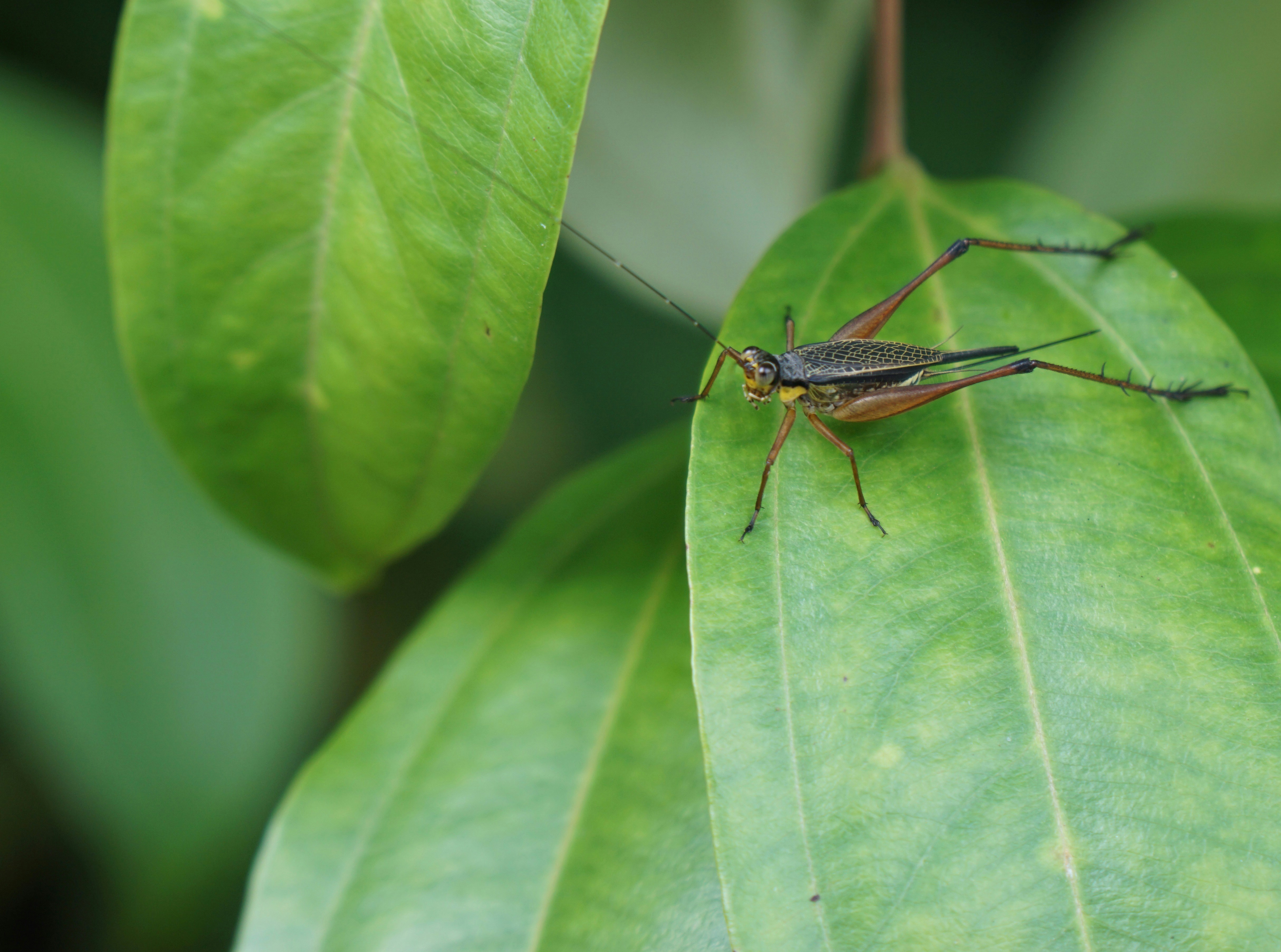 Close up of insect cricket? Grasshopper? | black and white grasshopper on green leaf