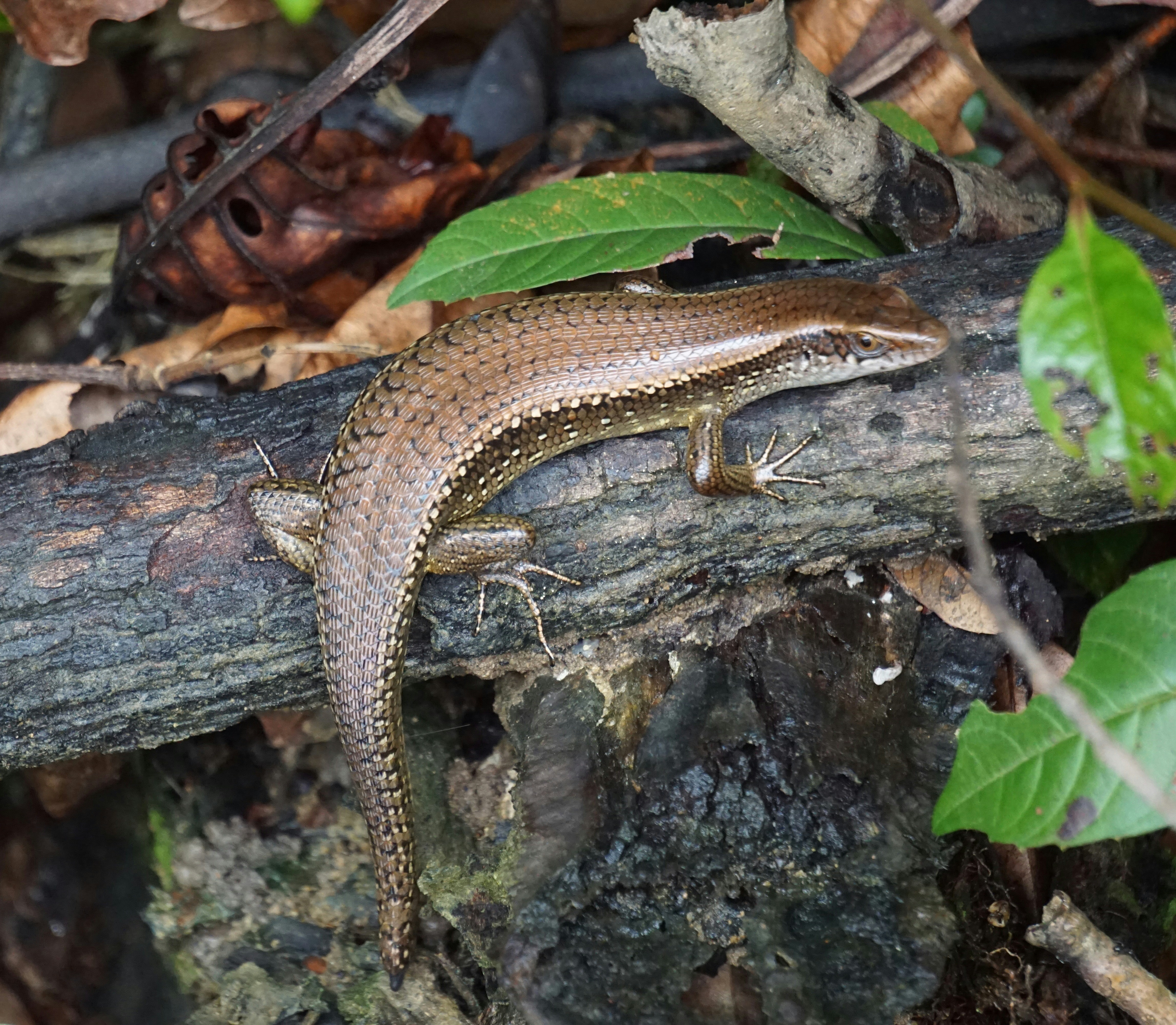 Brown and black lizard on brown wood photo – Free Singapore Image on ...