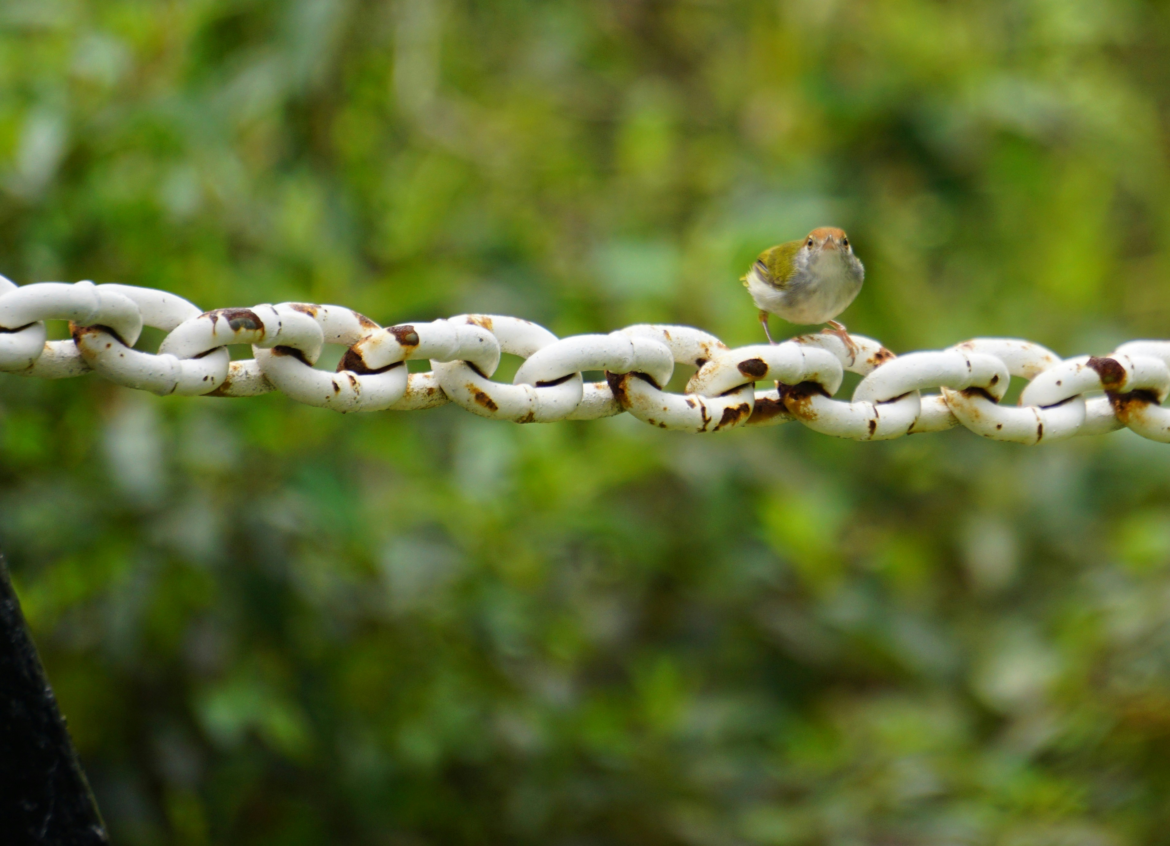 Tiny Songbird on a Weathered Chain Against a Verdant Blur