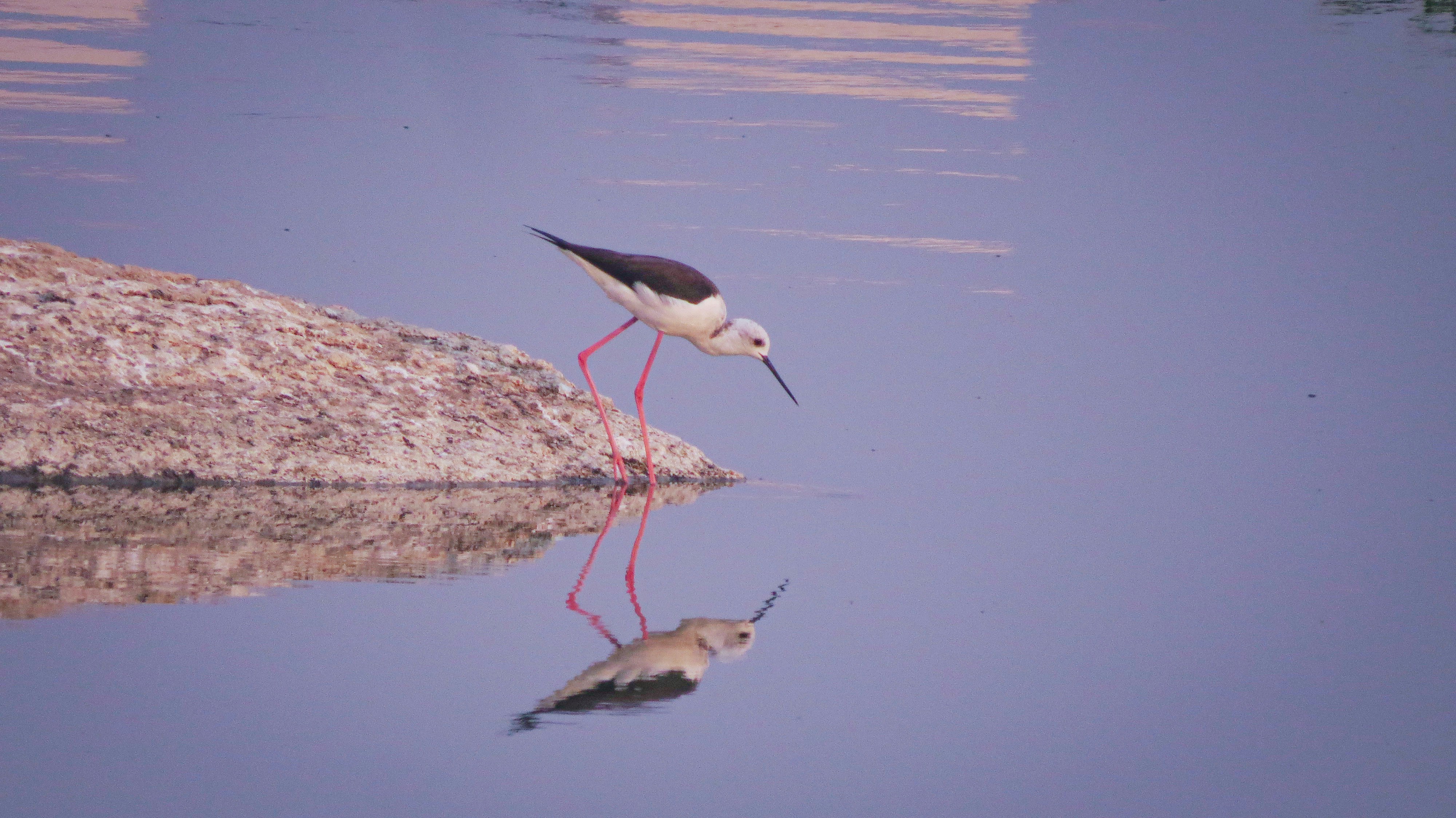 Pied stilt bird 