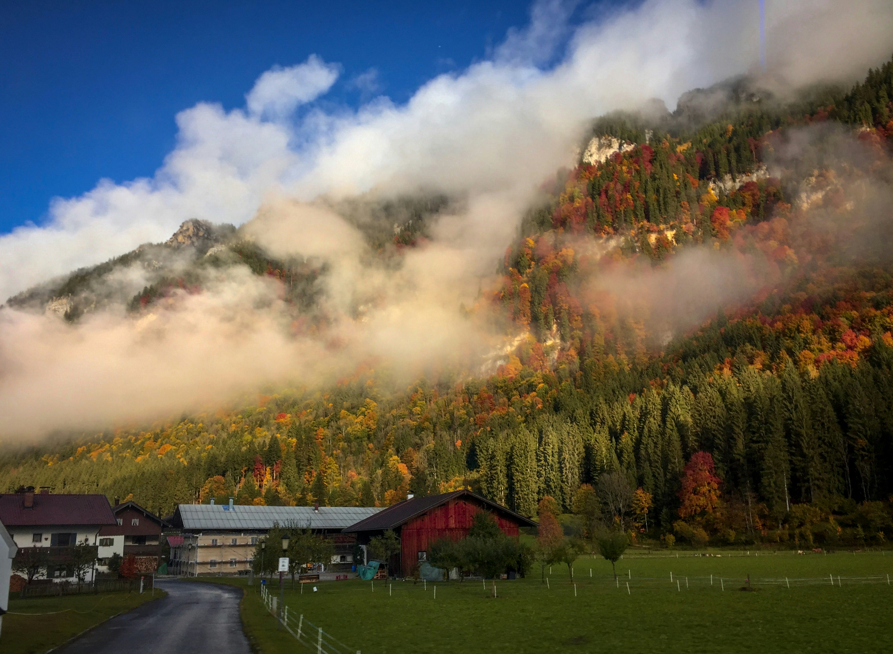 Fog Drifts Between Alpine Pines Over a Quiet Valley Farm